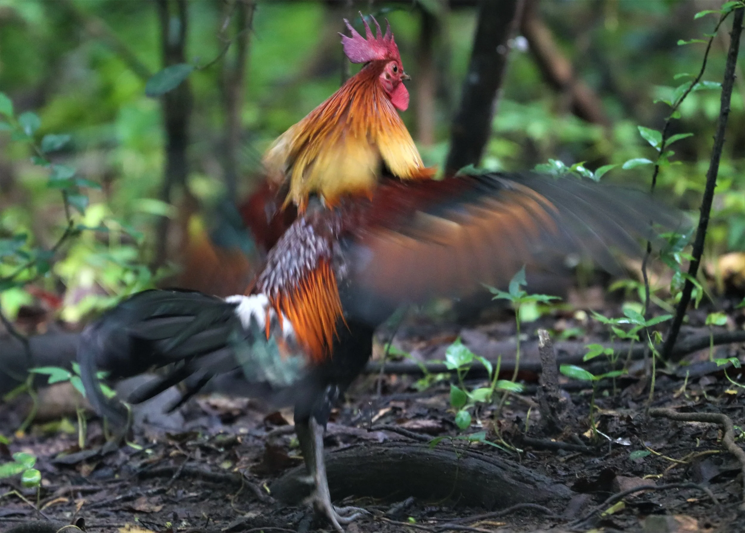Genus Gallus, Jungle Fowl — Coke Smith Wildlife