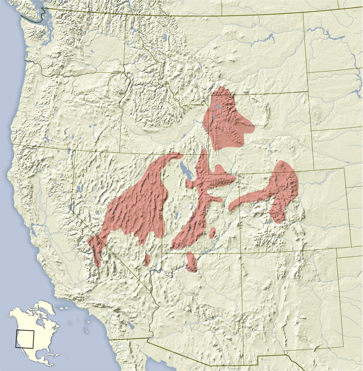 Genus Neotamias Western Chipmunks — Coke Smith Wildlife