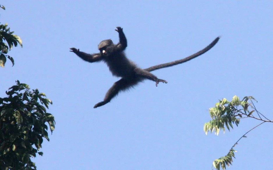Cercopithecus nictitans Putty-nosed Monkey — Coke Smith Wildlife