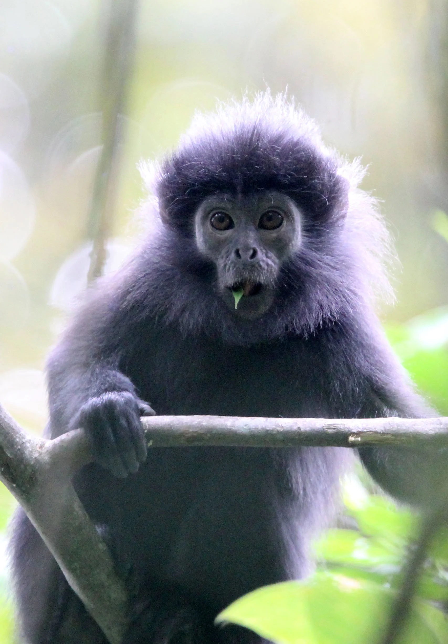 Trachypithecus mauritius West Javan Ebony Langur — Coke Smith Wildlife