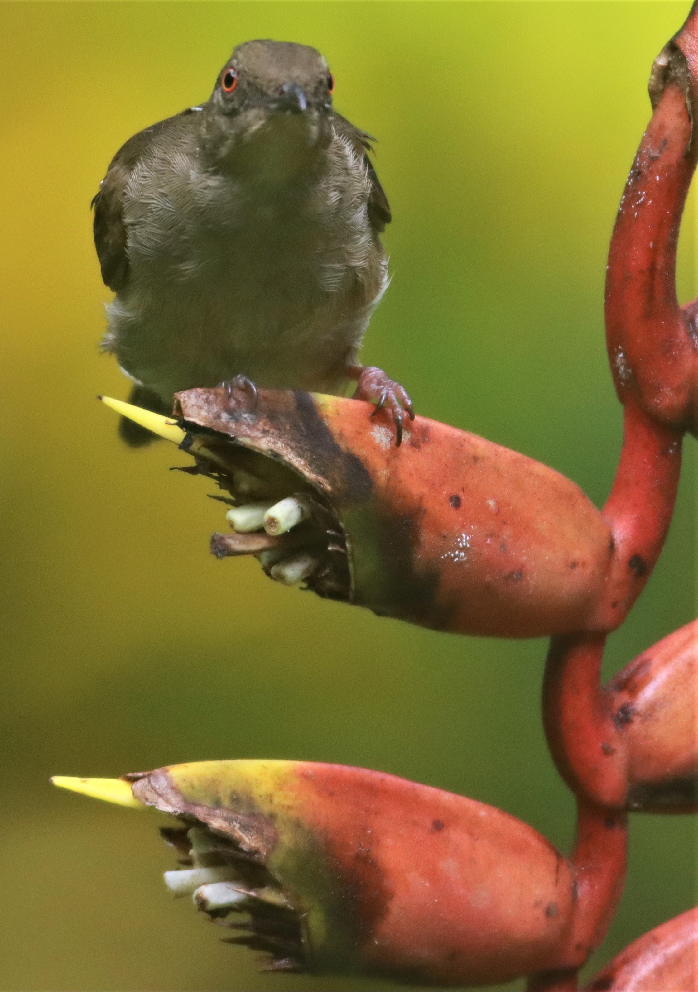 Red-eyed Bulbul (Pycnonotus brunneus) Southern Thailand — Coke Smith ...