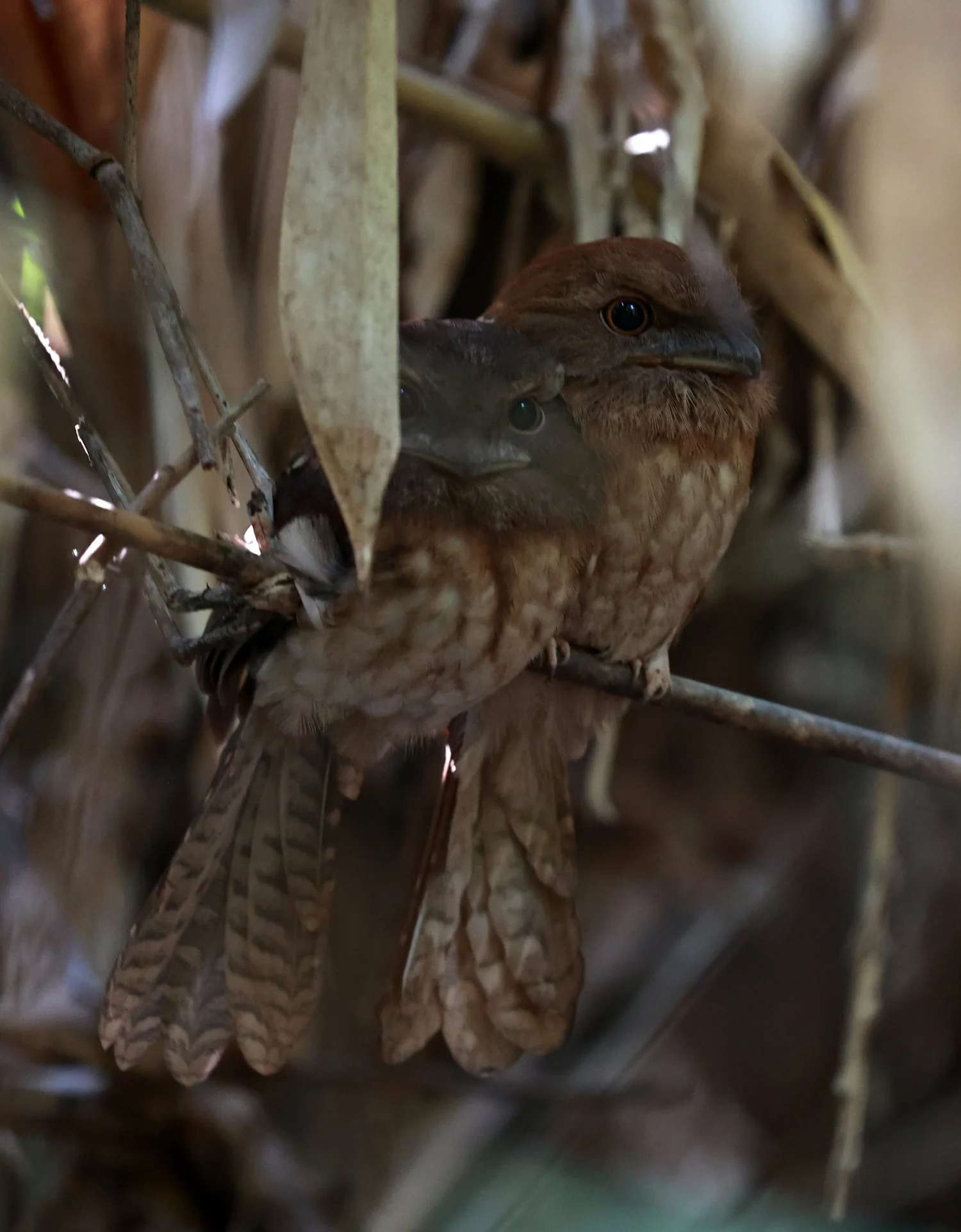 Gould's frogmouth (Batrachostomus stellatus) Thailand — Coke Smith Wildlife
