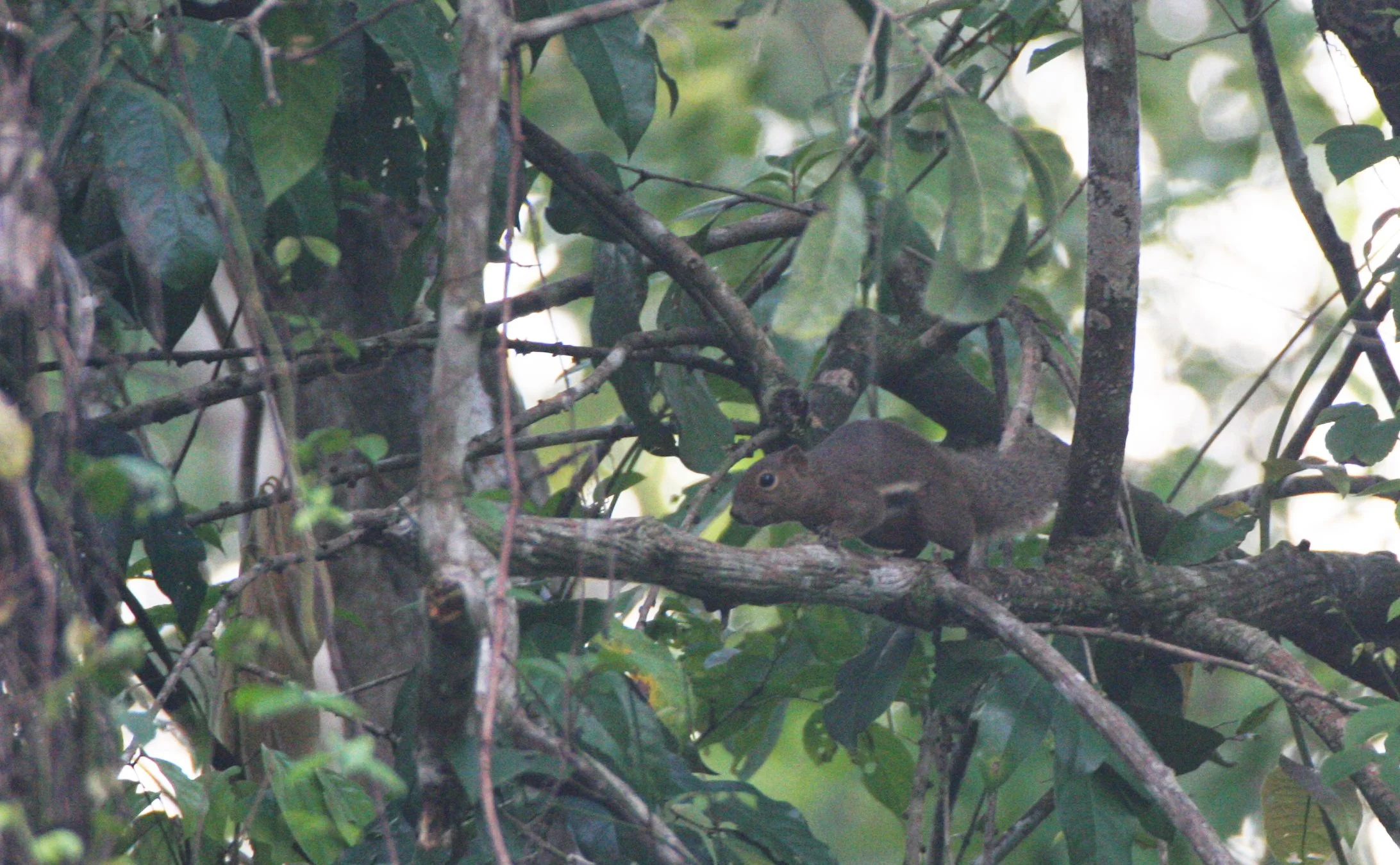 Callosciurus notatus Plantain Squirrel — Coke Smith Wildlife
