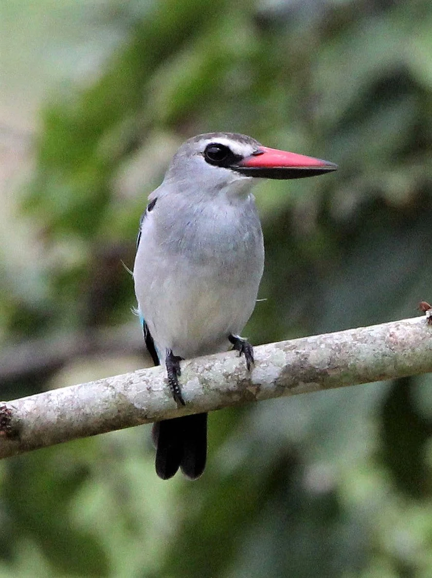 Woodland Kingfisher (Halcyon senegalensis) — Coke Smith Wildlife