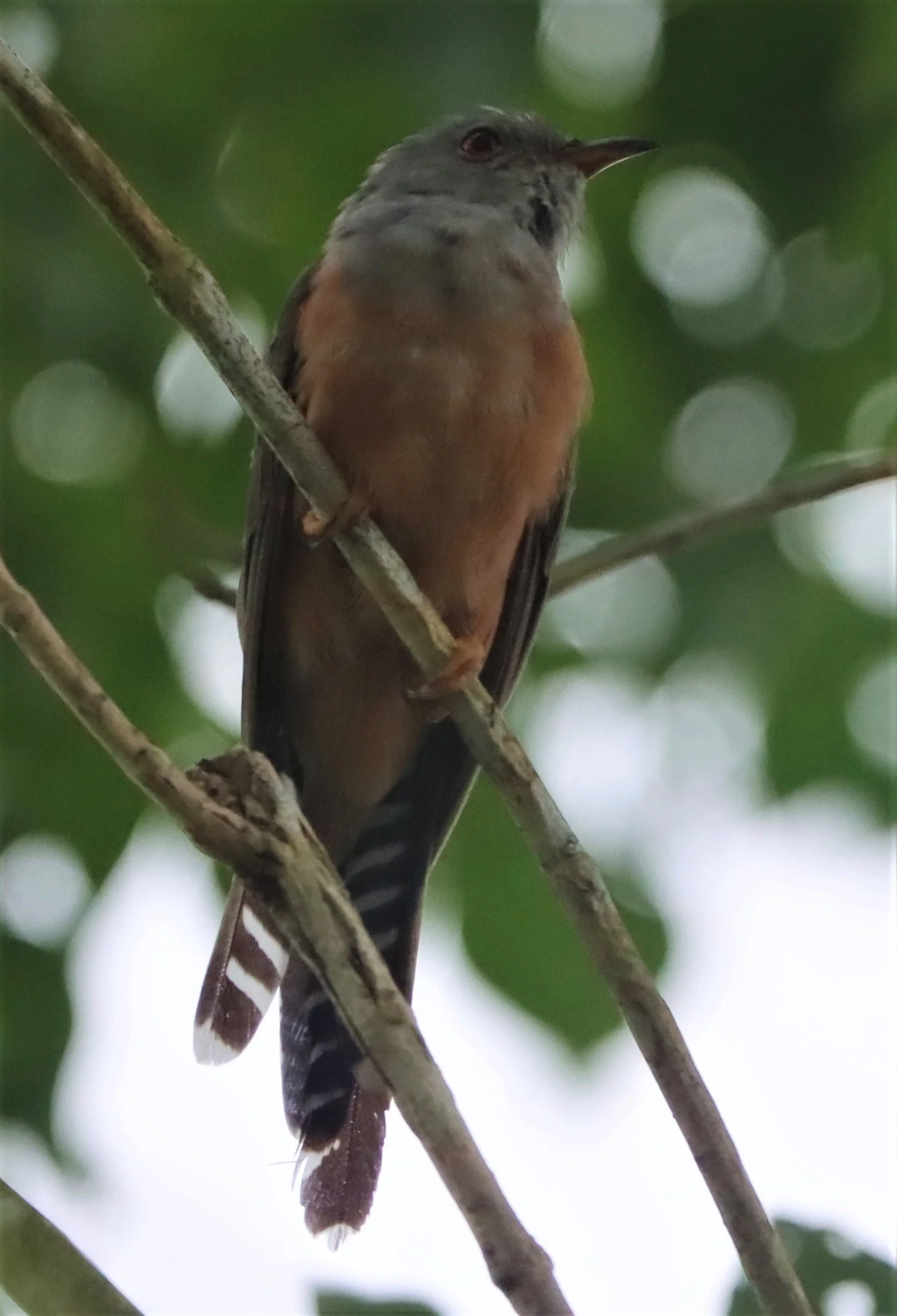 Genus Cacomantis Cuckoos — Coke Smith Wildlife