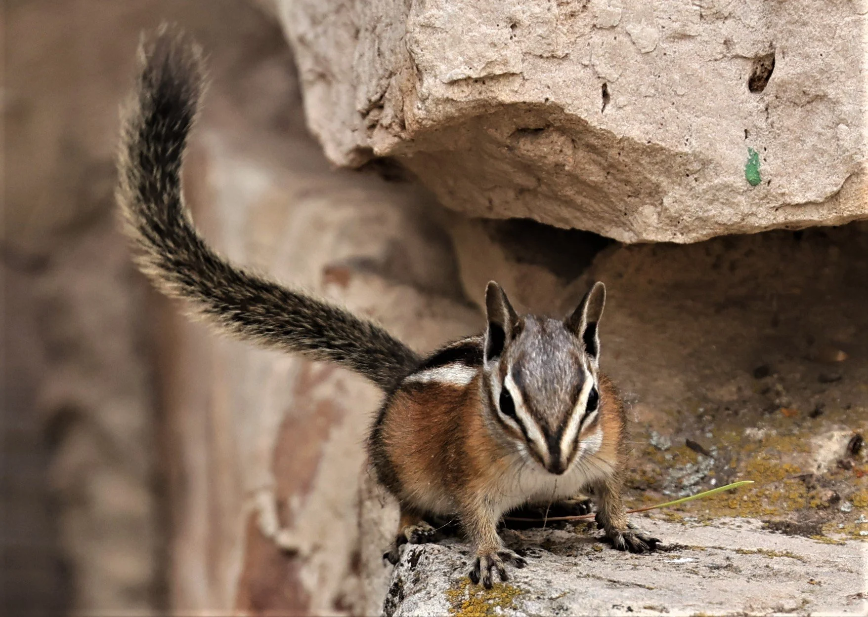 Genus Neotamias Western Chipmunks — Coke Smith Wildlife