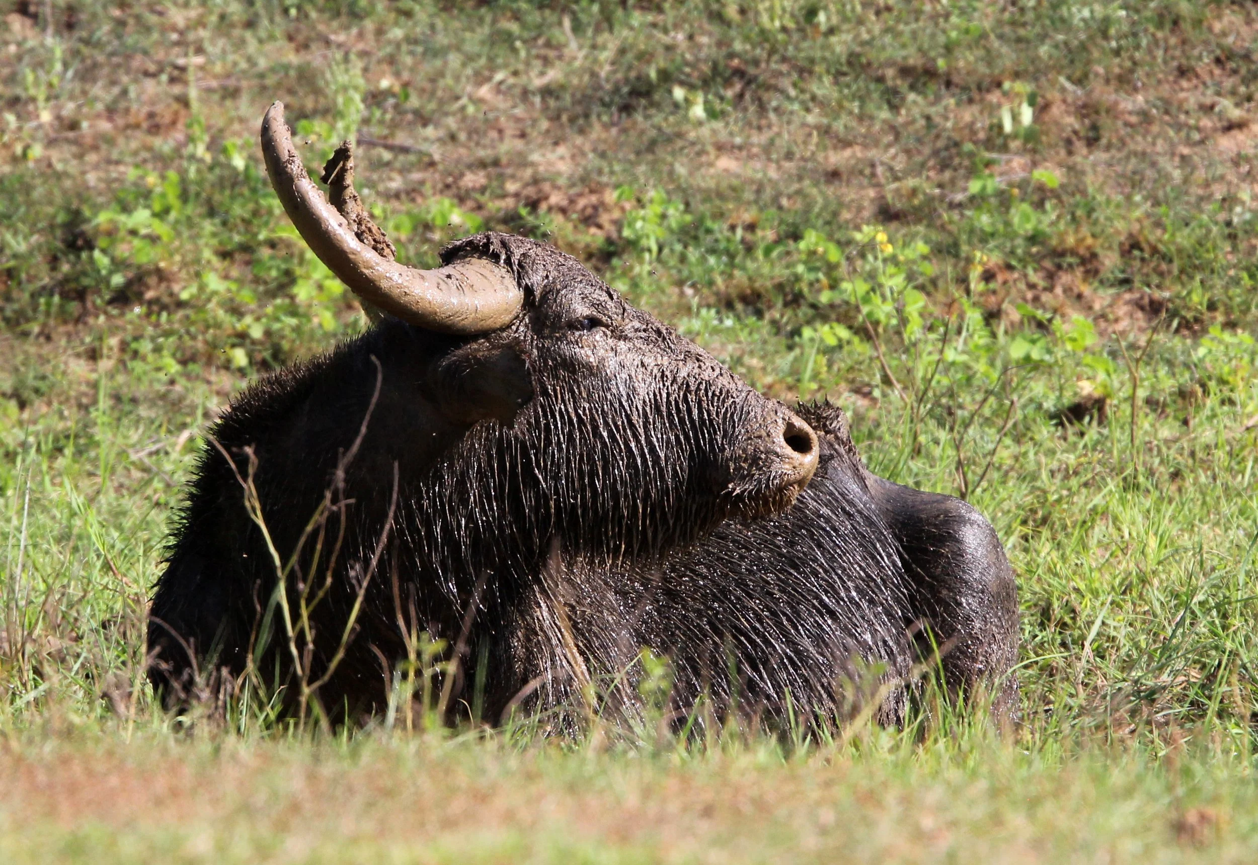 Genus Bubalus Water Buffalo — Coke Smith Wildlife