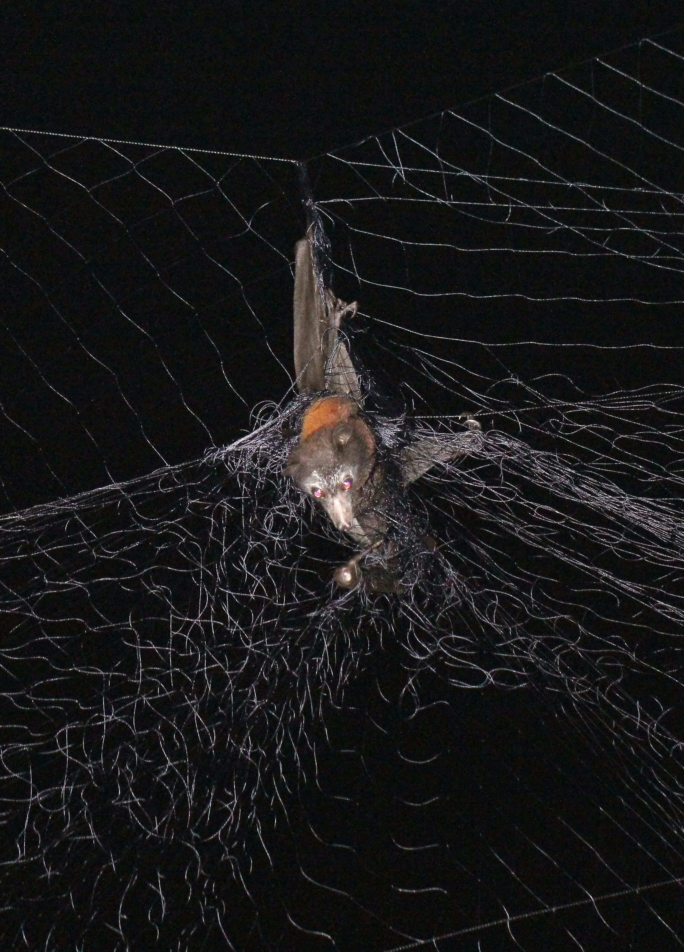 Pteropus hypomelanus - Island Flying Fox — Coke Smith Wildlife