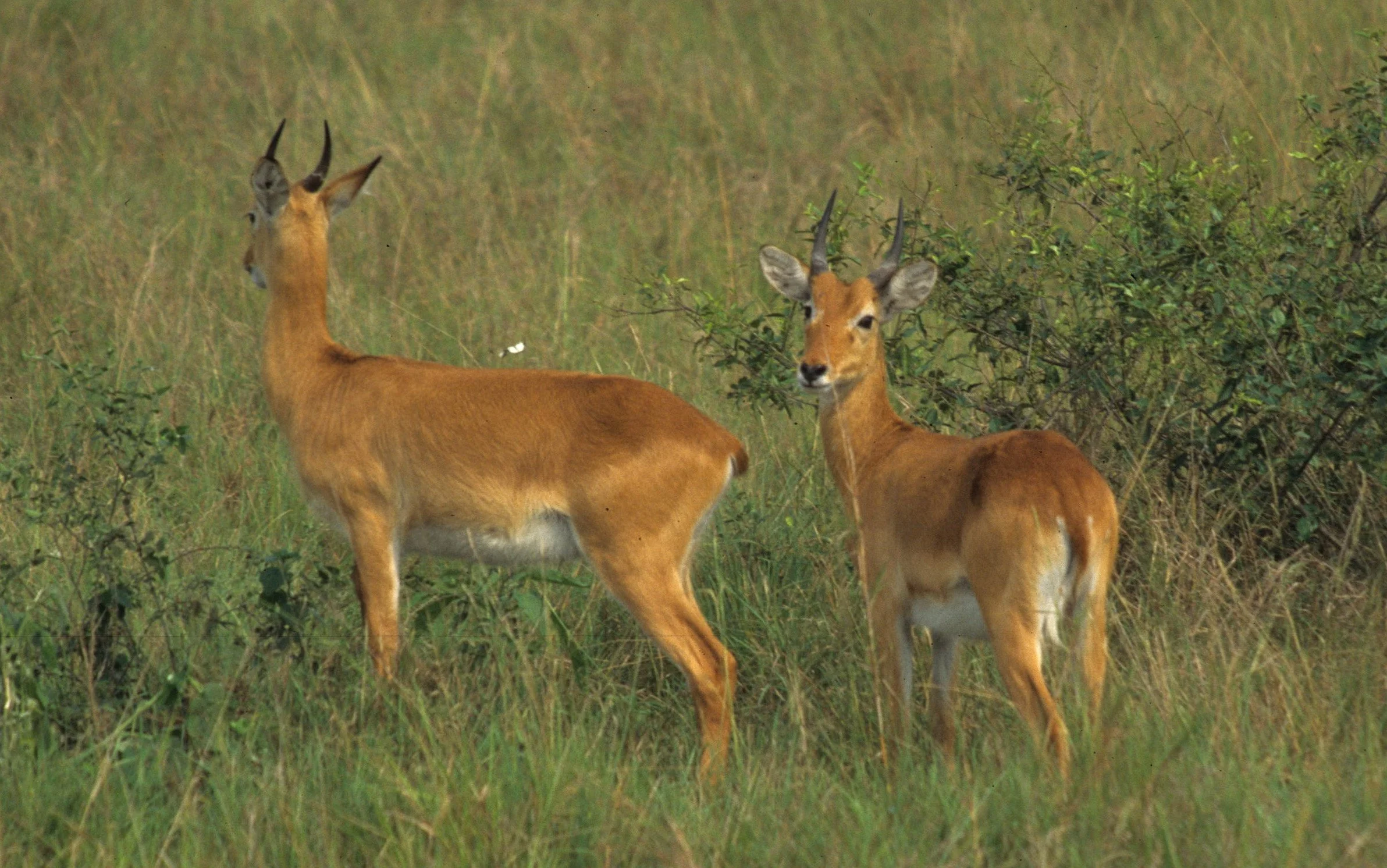 Genus Kobus the Kobs — Coke Smith Wildlife