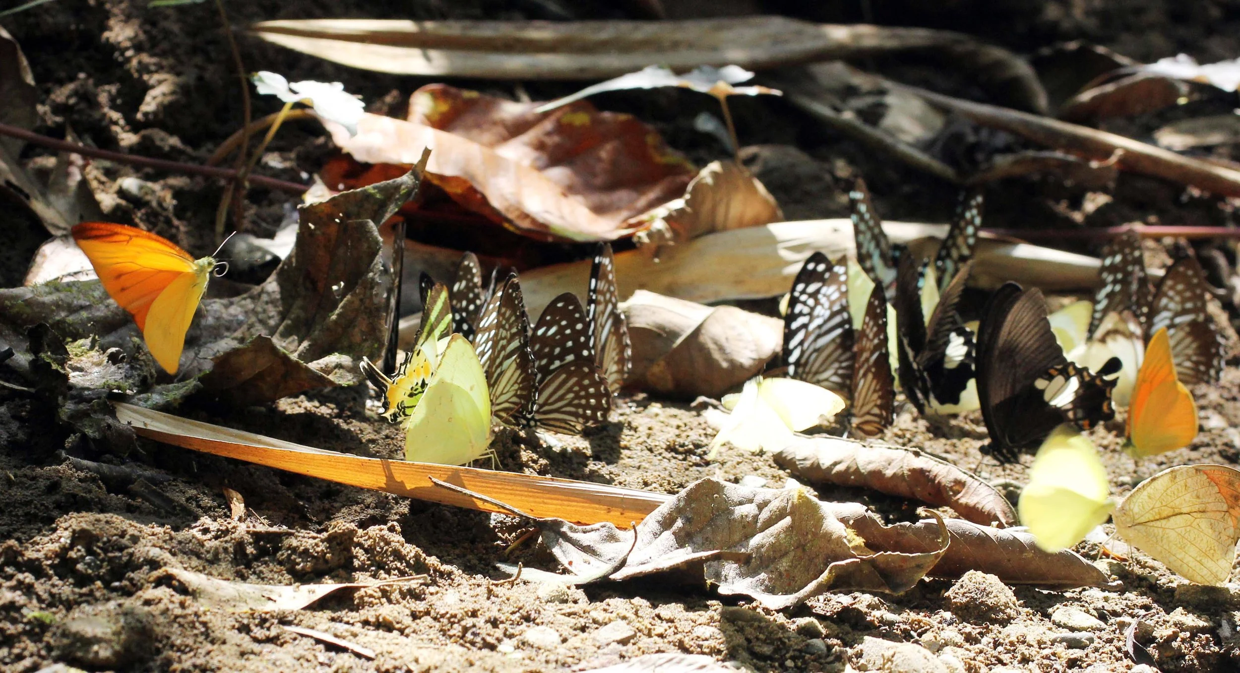 Family Danaidae (Family Nymphalidae, Subfamily Danainae) - Milkweed ...