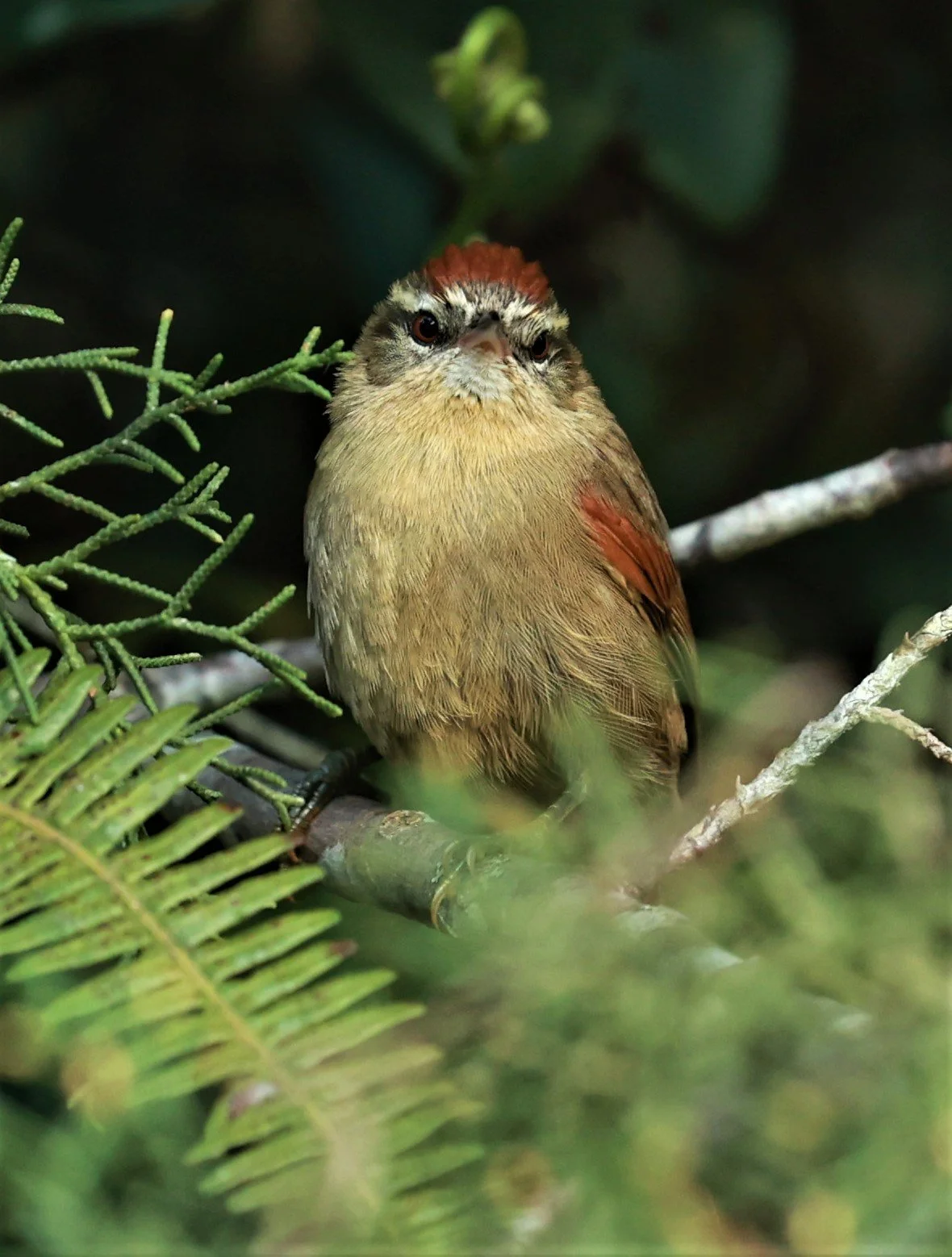 Birds of Carlos Botelho State Park, Sao Paulo State — Coke Smith Wildlife