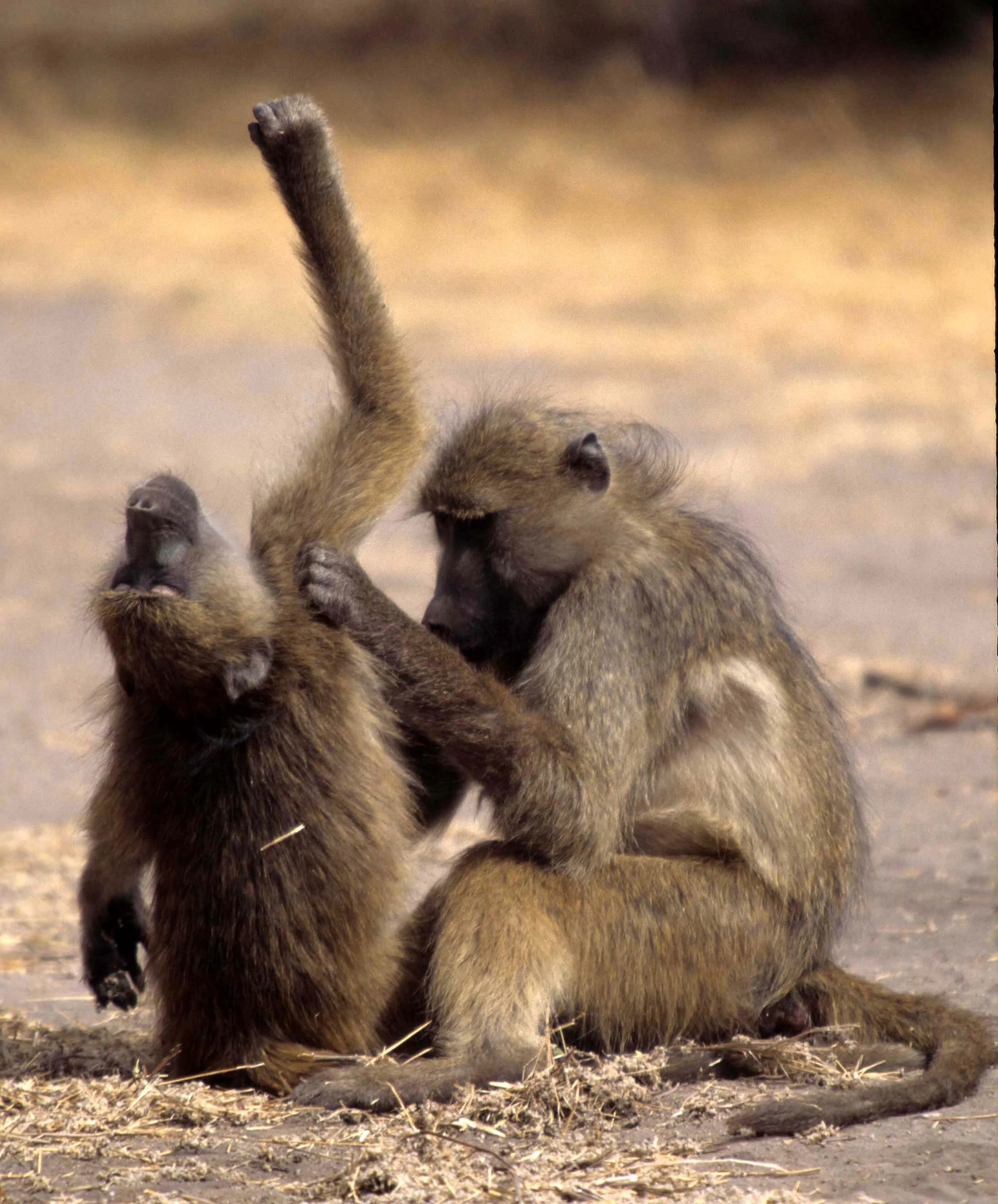 Papio ursinus Chacma Baboon — Coke Smith Wildlife