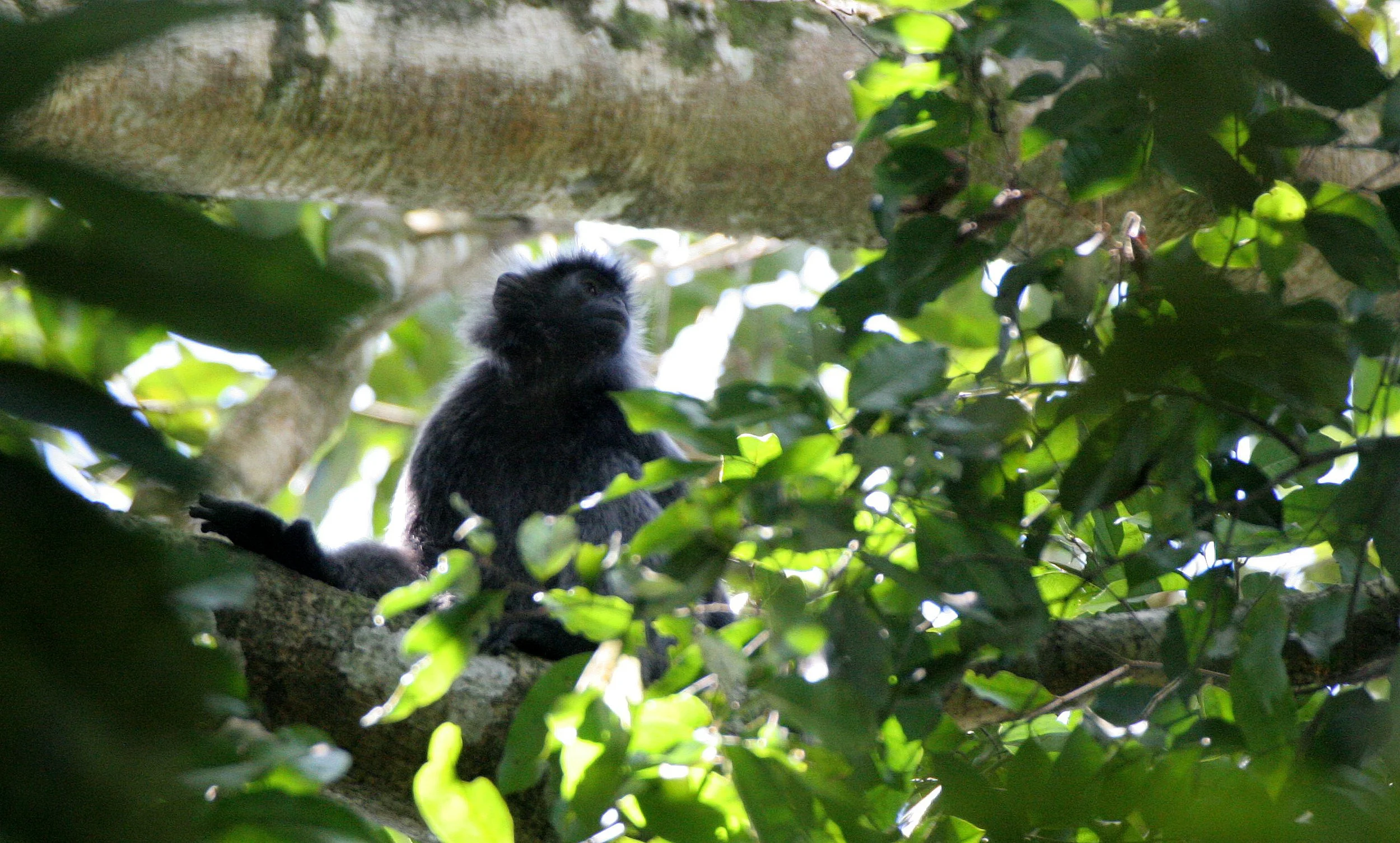 Trachypithecus cristatus - Silvered Langur — Coke Smith Wildlife