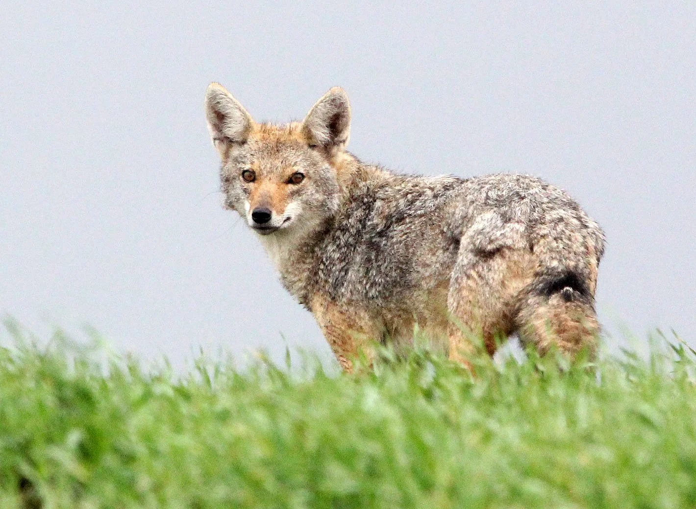 Canis lupaster African Wolf — Coke Smith Wildlife