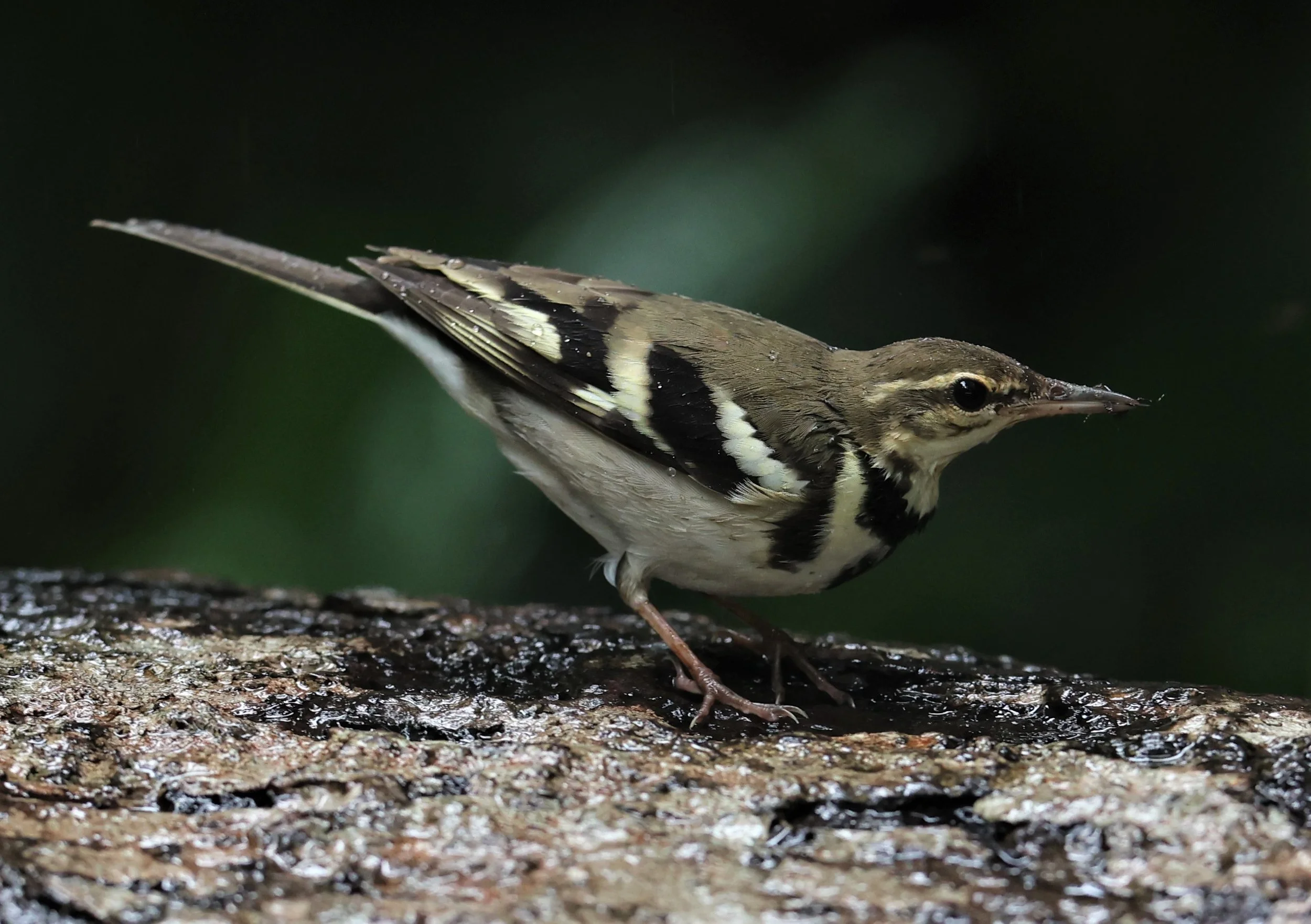 Family Motacillidae - Wagtails, Pipits & Longclaws — Coke Smith Wildlife