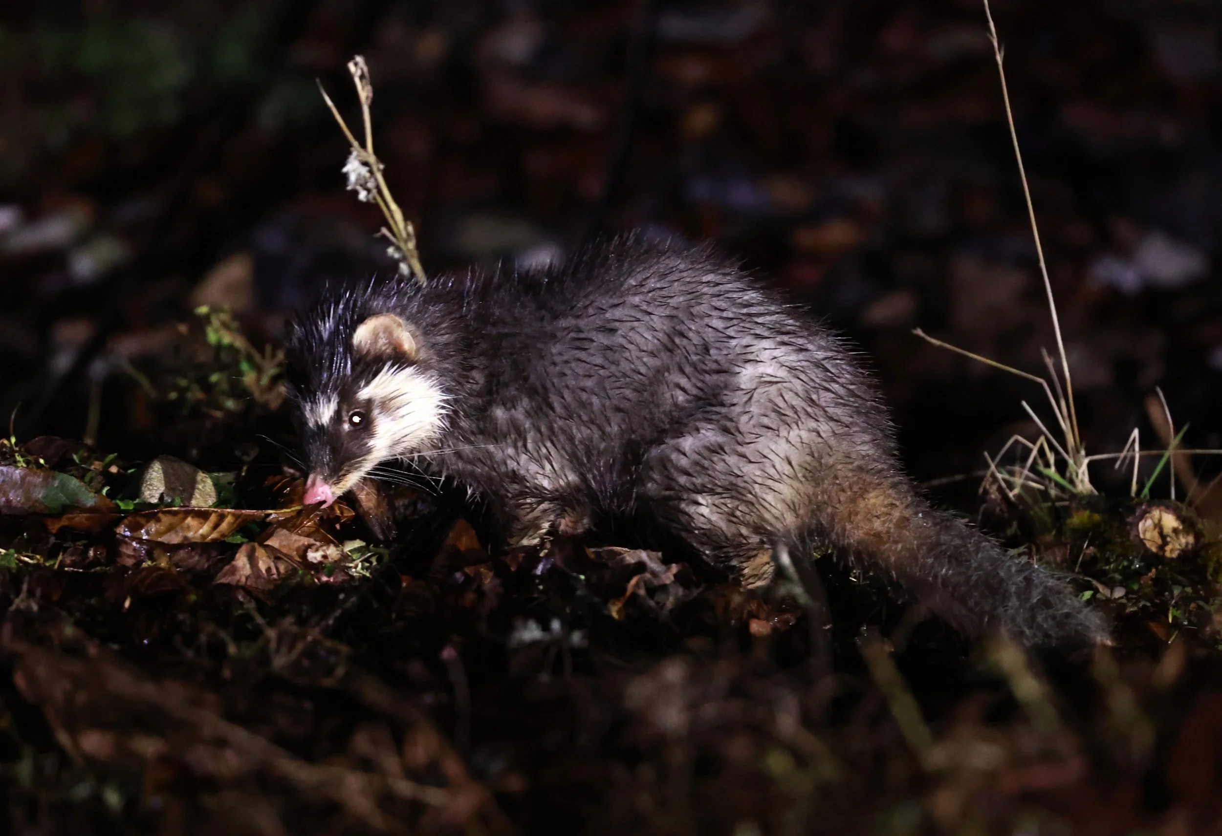 Chinese (Small-toothed) Ferret-badger (Melogale moschata) Labahe Nature ...