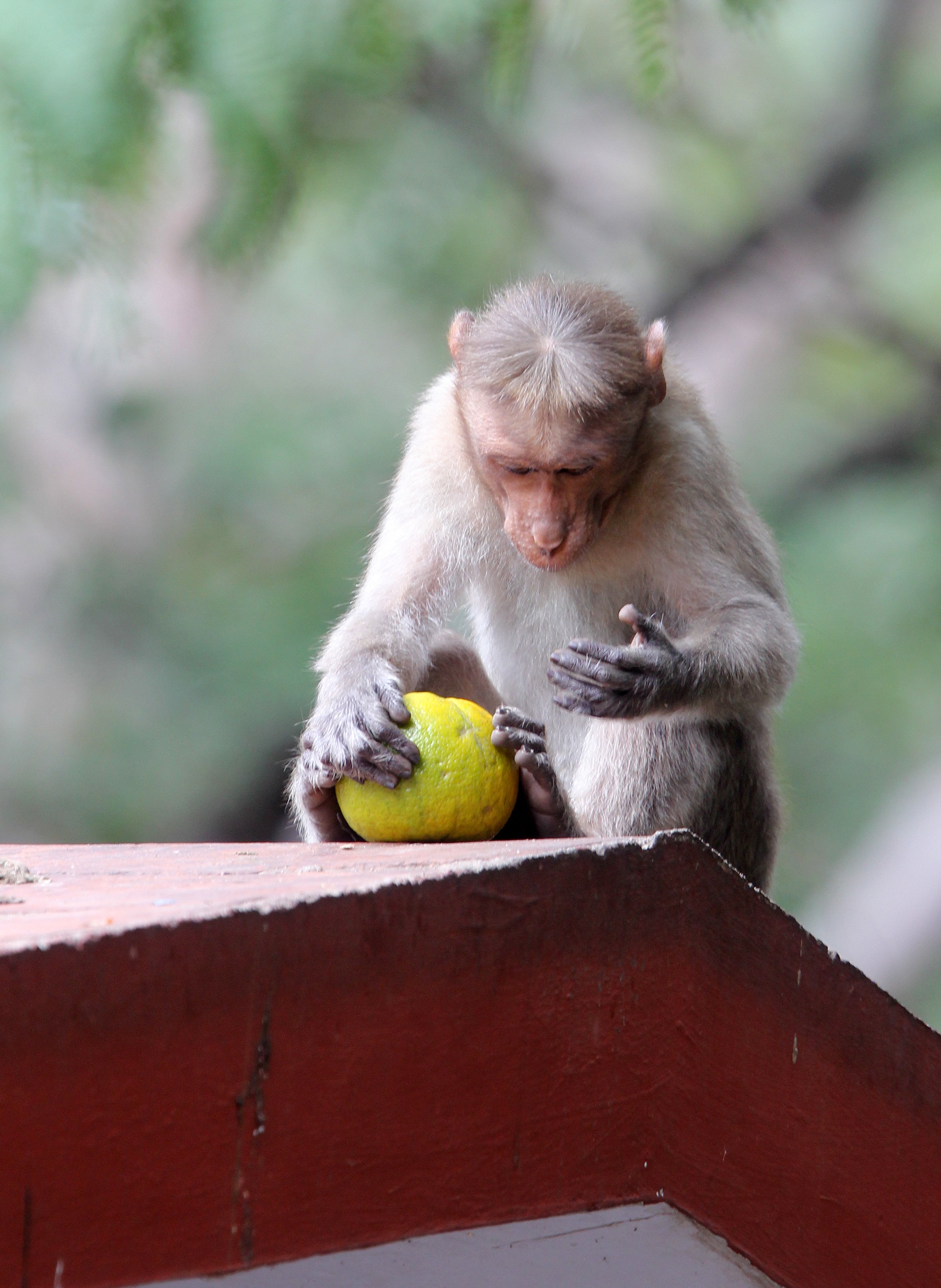 Macaca radiata Bonnet Macaque — Coke Smith Wildlife
