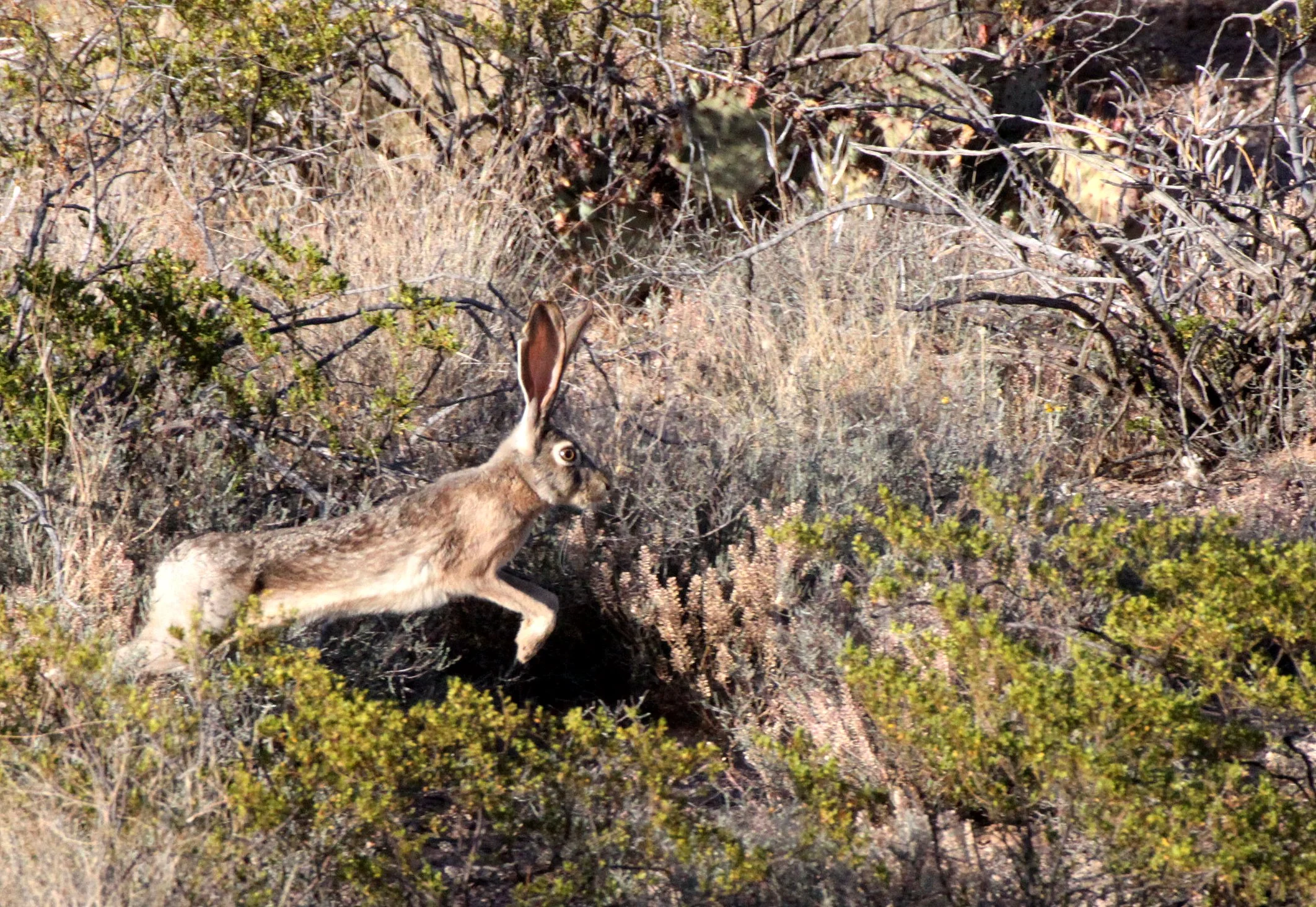 Genus Lepus Rabbits & Hares — Coke Smith Wildlife
