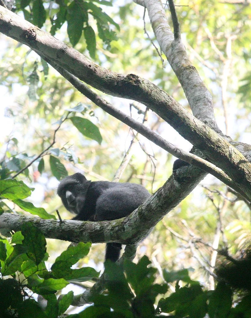 Cercopithecus nictitans Putty-nosed Monkey — Coke Smith Wildlife