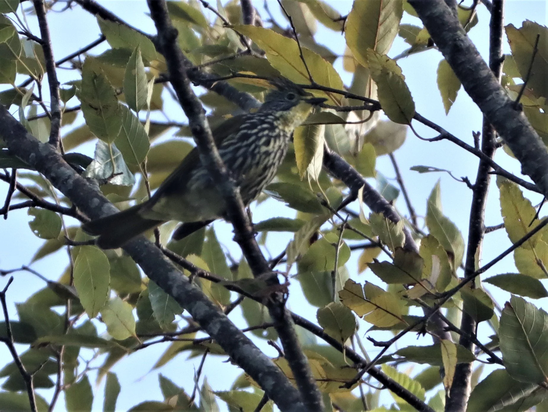 Streaked Bulbul (Ixos malaccensis) Northern Thailand — Coke Smith Wildlife