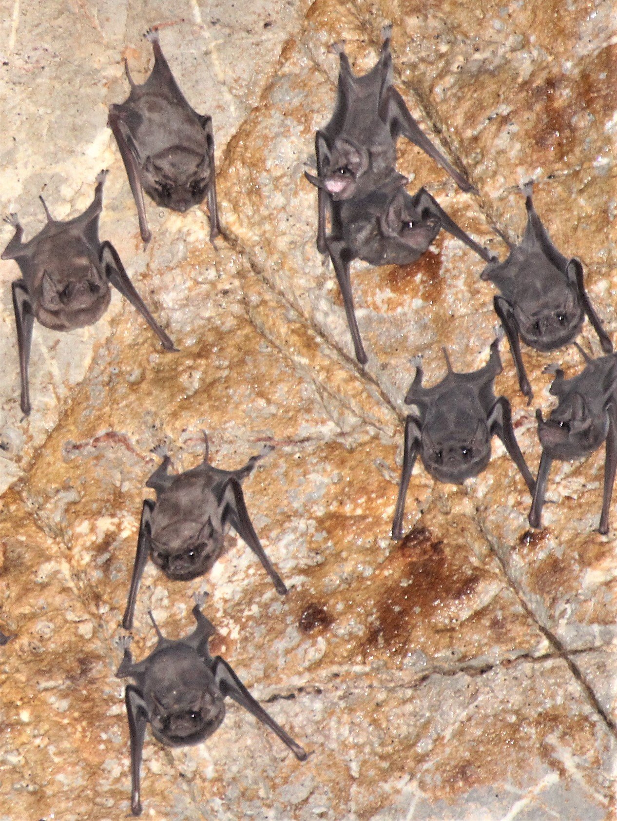 Taphozous longimanus - Long-winged Tomb Bat — Coke Smith Wildlife