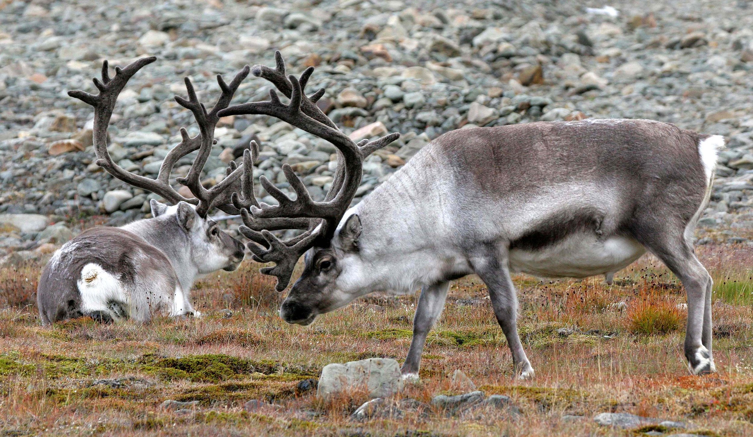 Genus Rangifer the Reindeer — Coke Smith Wildlife