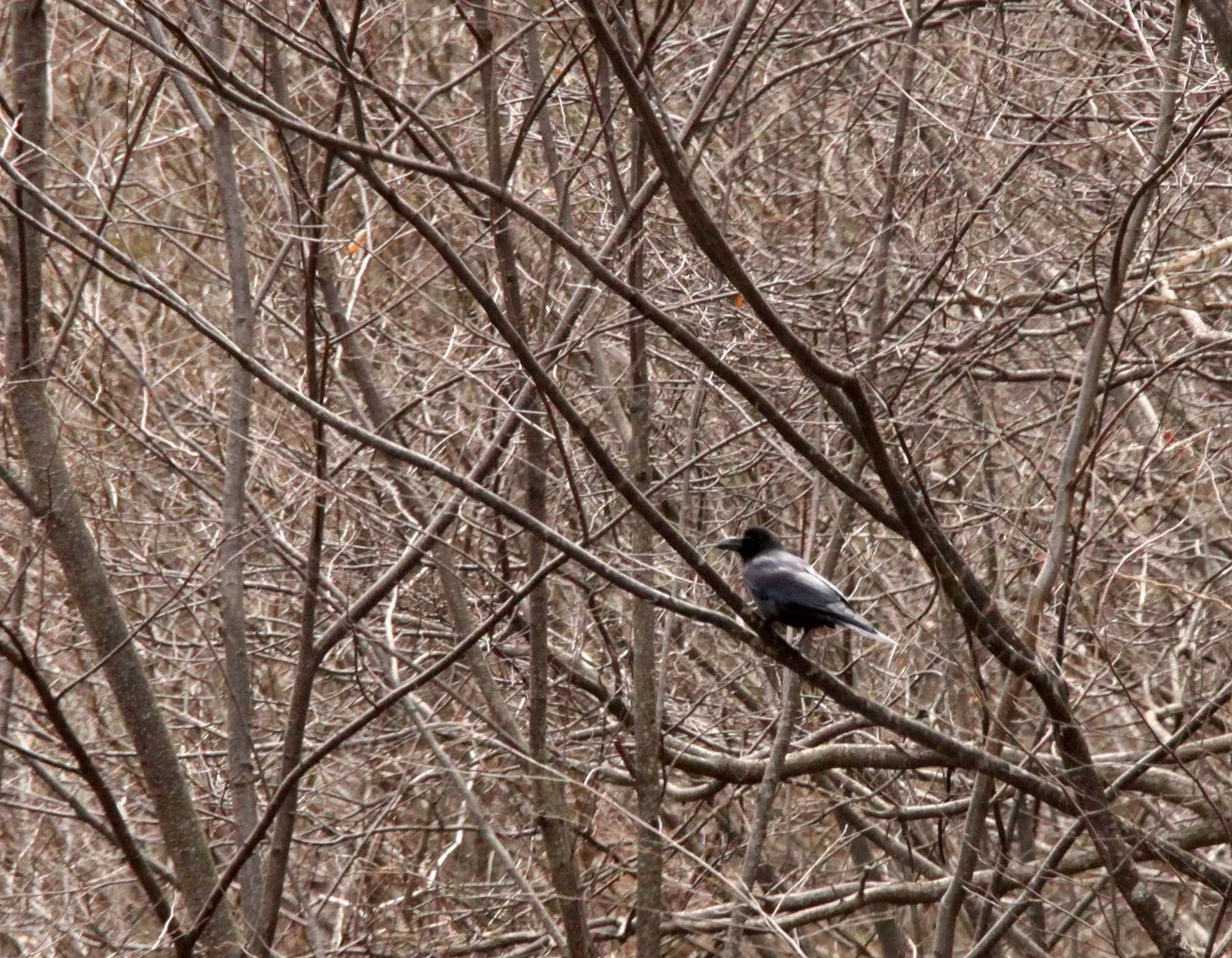 Large-billed Crow (Corvus macrorhynchos) Thailand, China, Japan — Coke ...