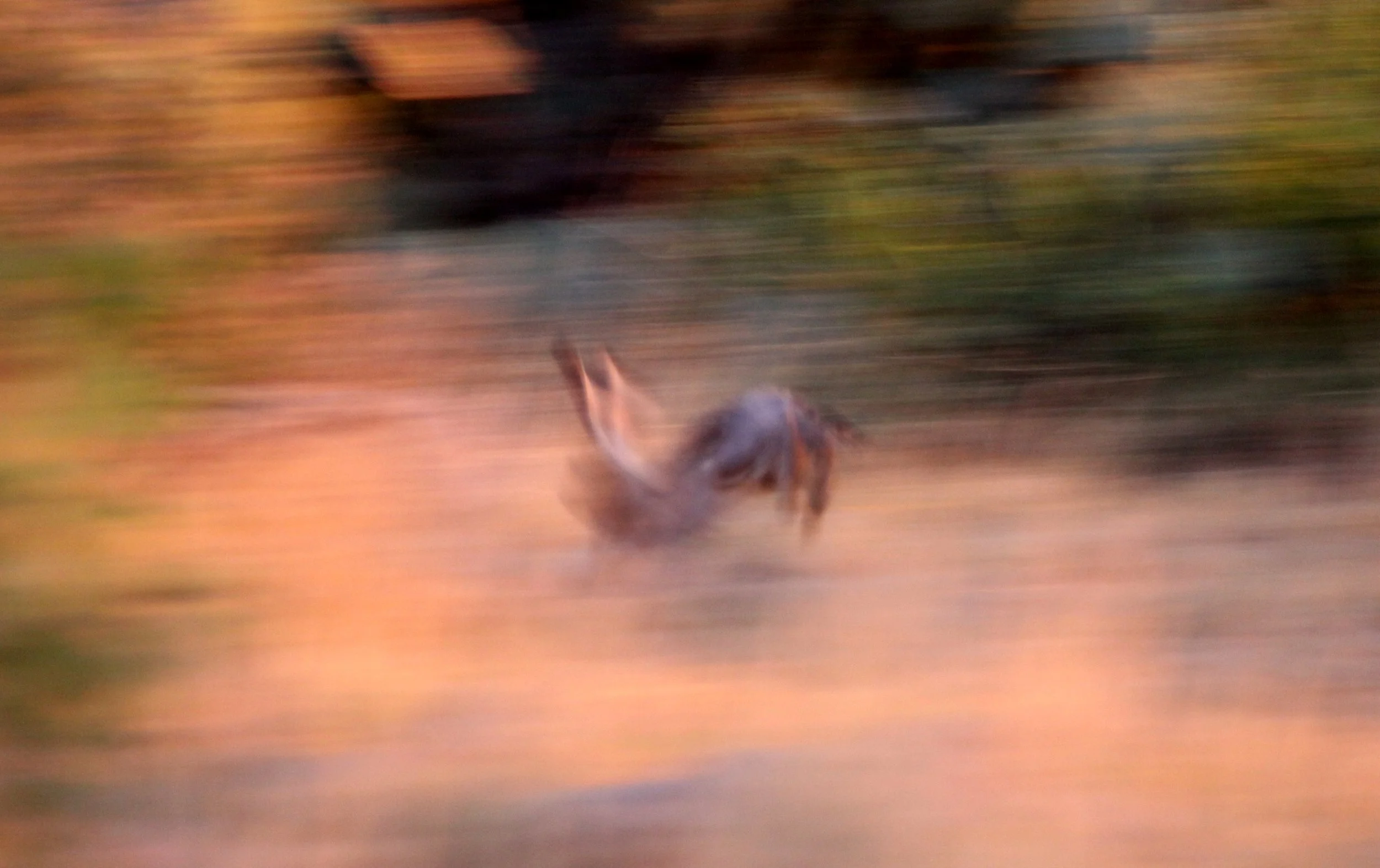 Genus Lepus Rabbits & Hares — Coke Smith Wildlife