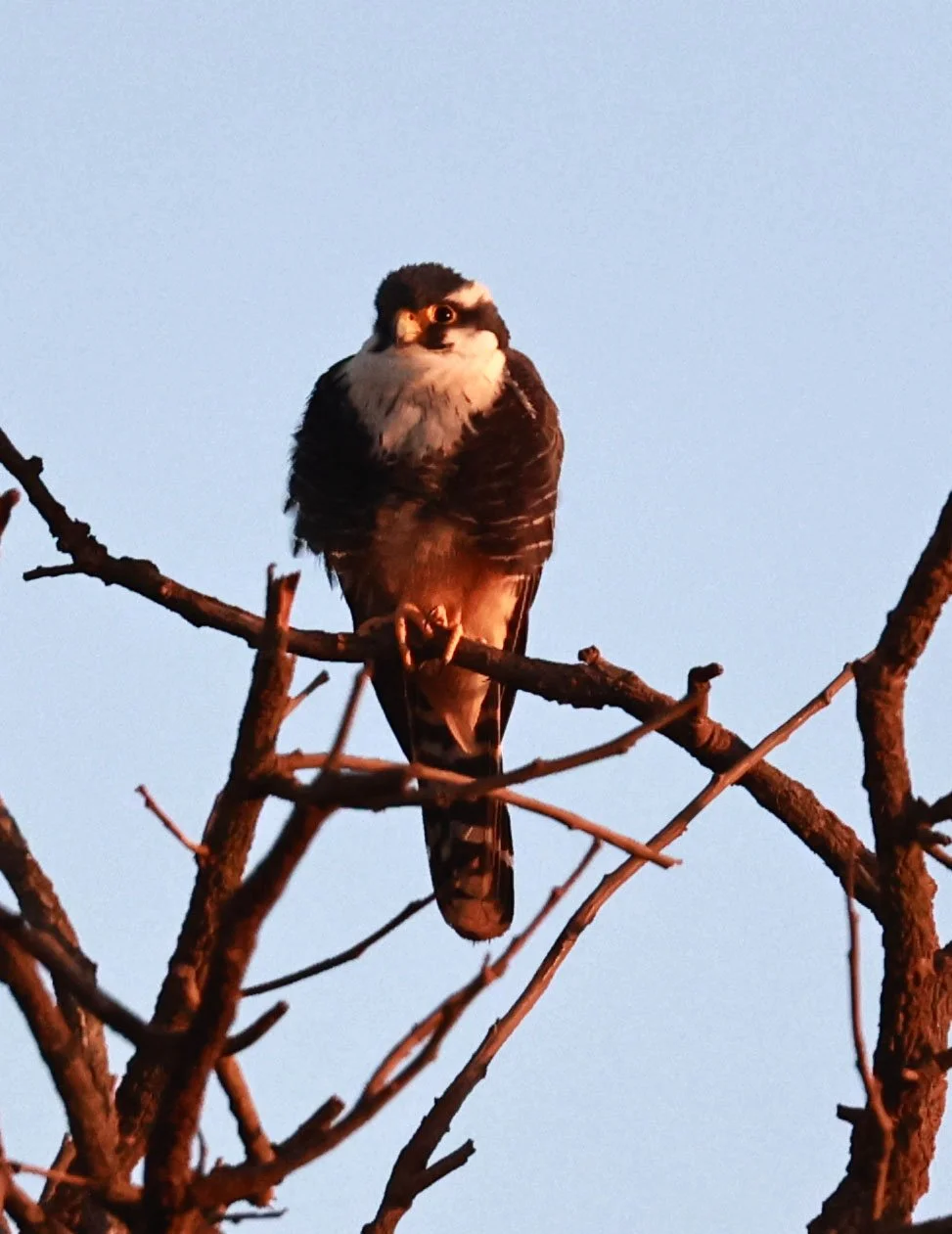 Aplomado Falcon (Falco femoralis) Emas National Park, Goias State ...