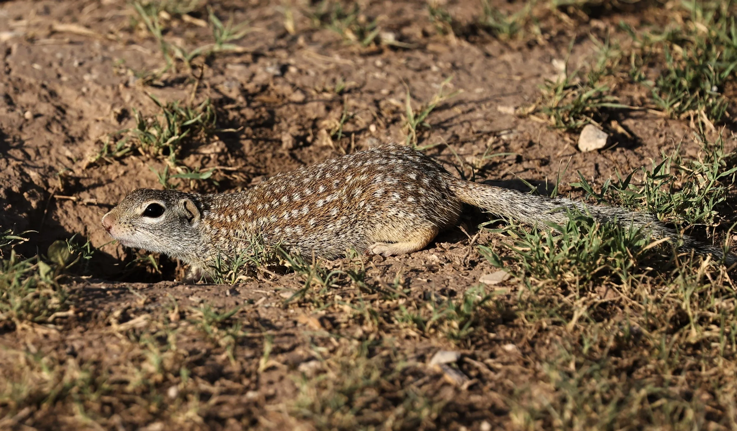 The Great Squirrel Safari of 2022 — Coke Smith Wildlife