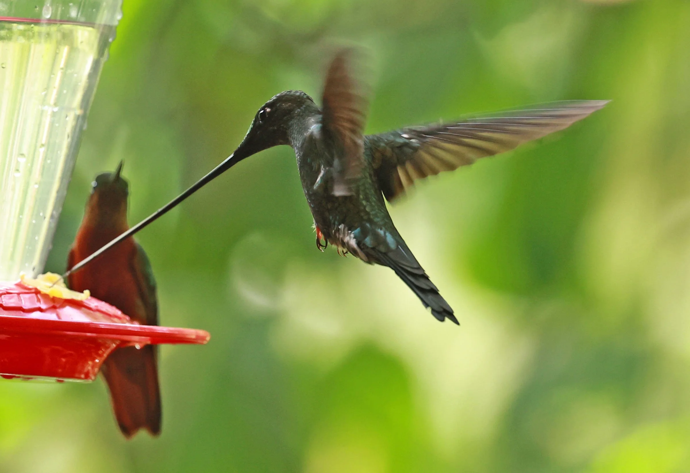 Sword-billed Hummingbird (Ensifera ensifera) Guango Lodge, Papallacta ...
