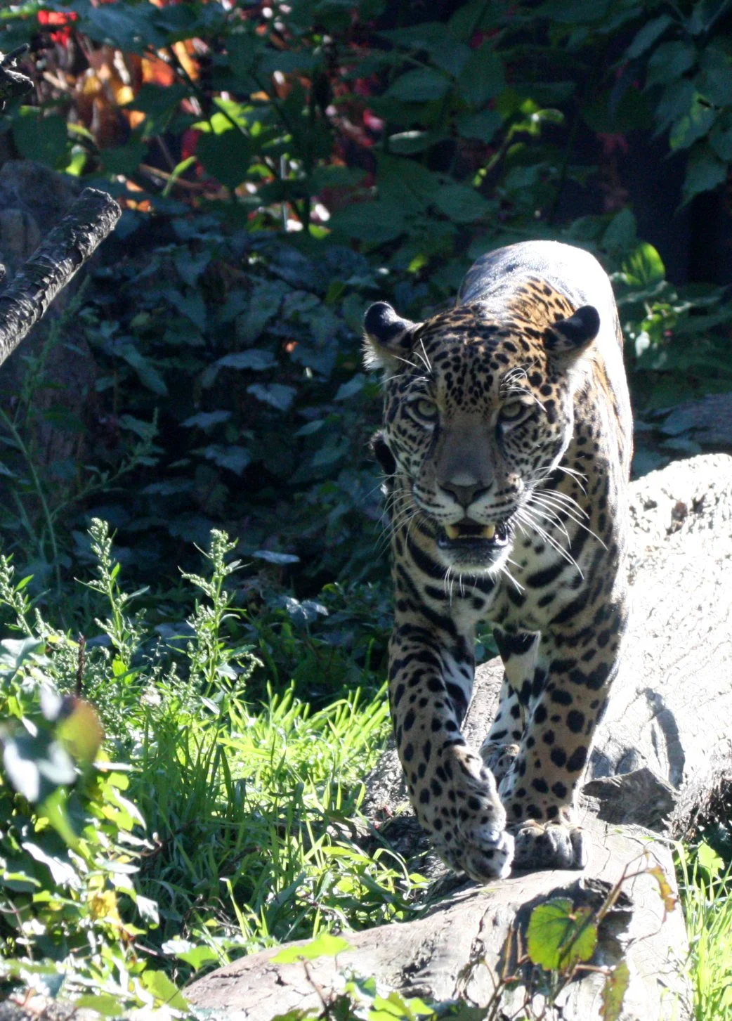 Panthera onca Jaguar — Coke Smith Wildlife