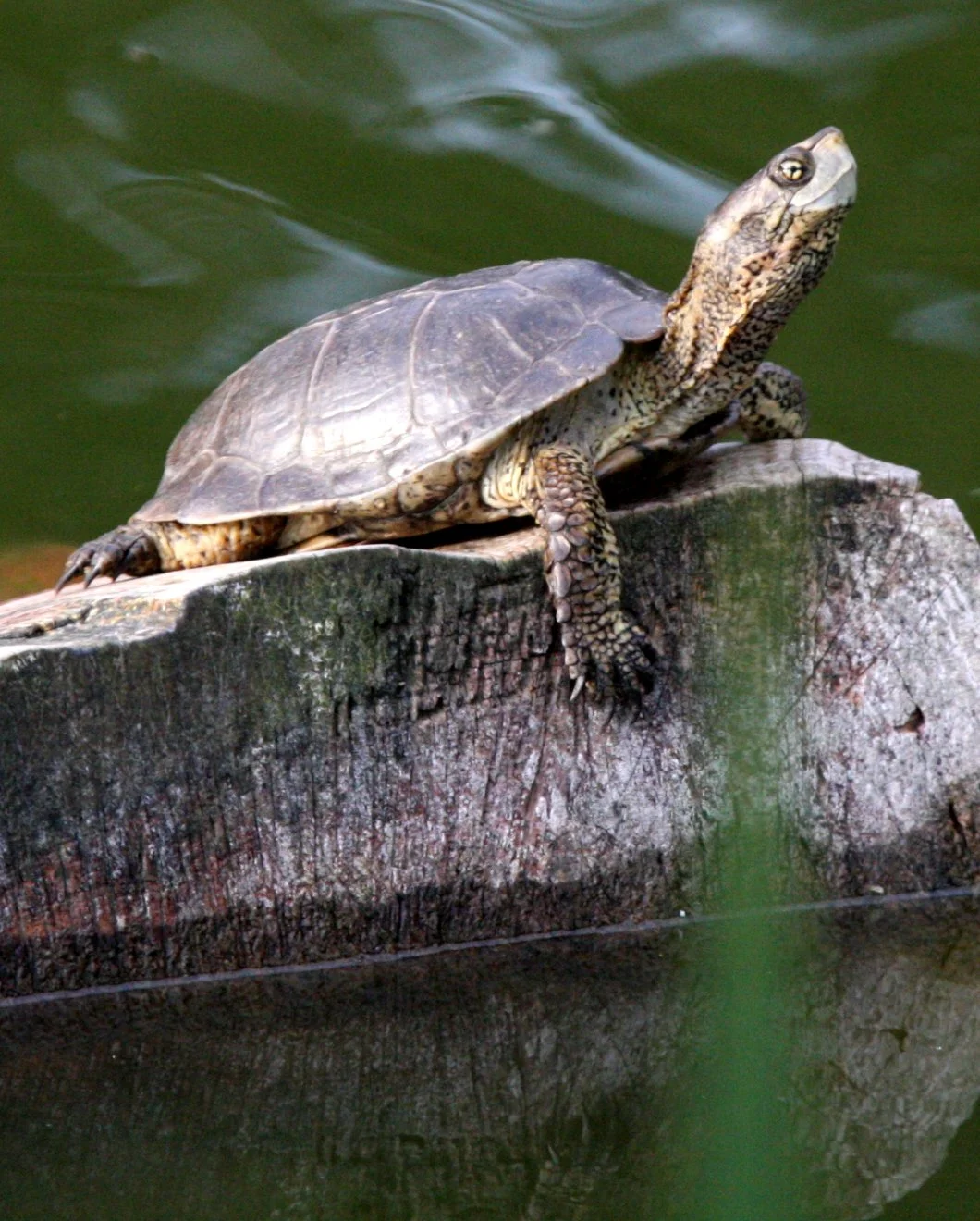 Order Testudines - Turtles — Coke Smith Wildlife