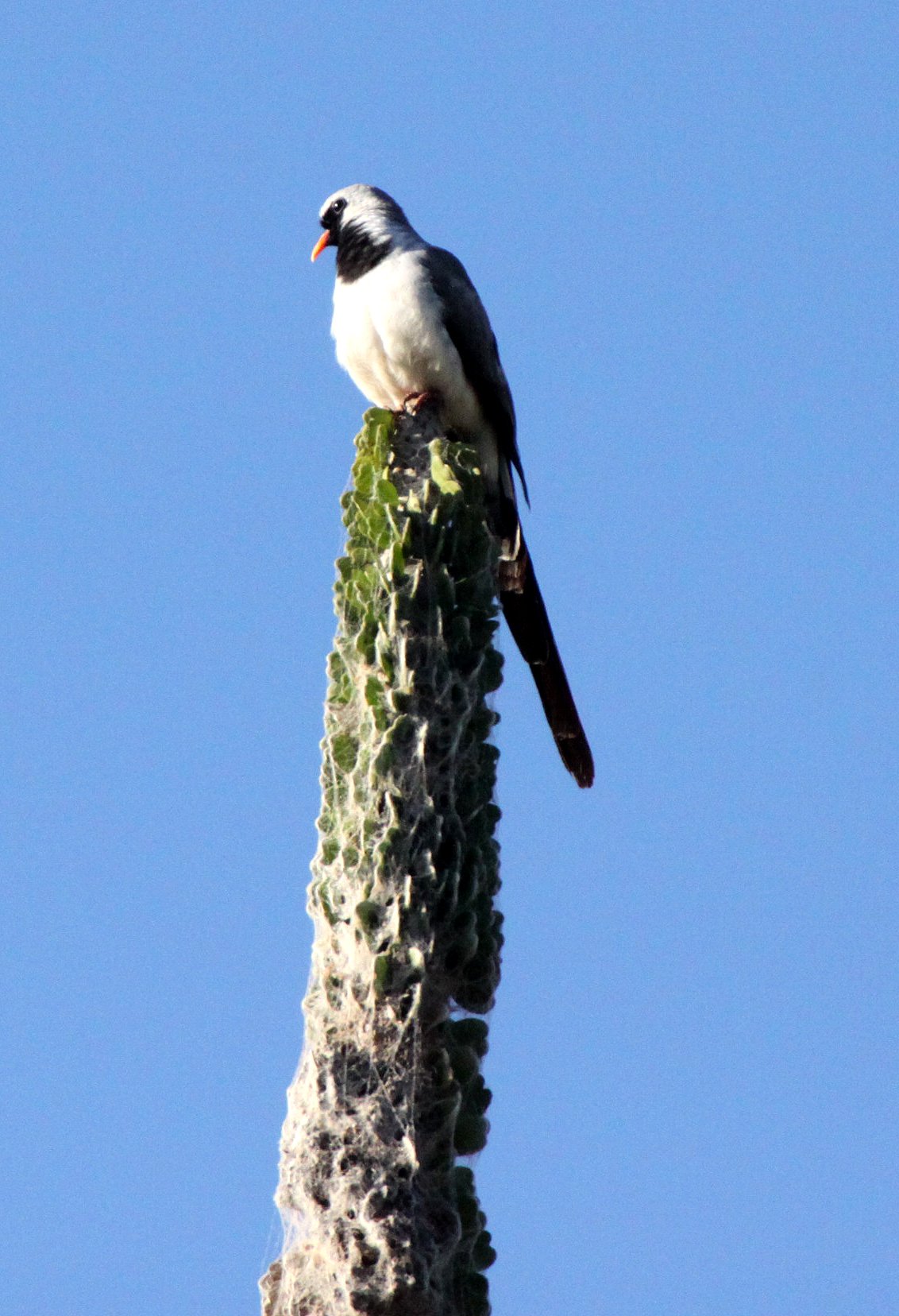 Namaqua Dove (Oena capensis) Berenty Reserve Madagascar — Coke Smith ...