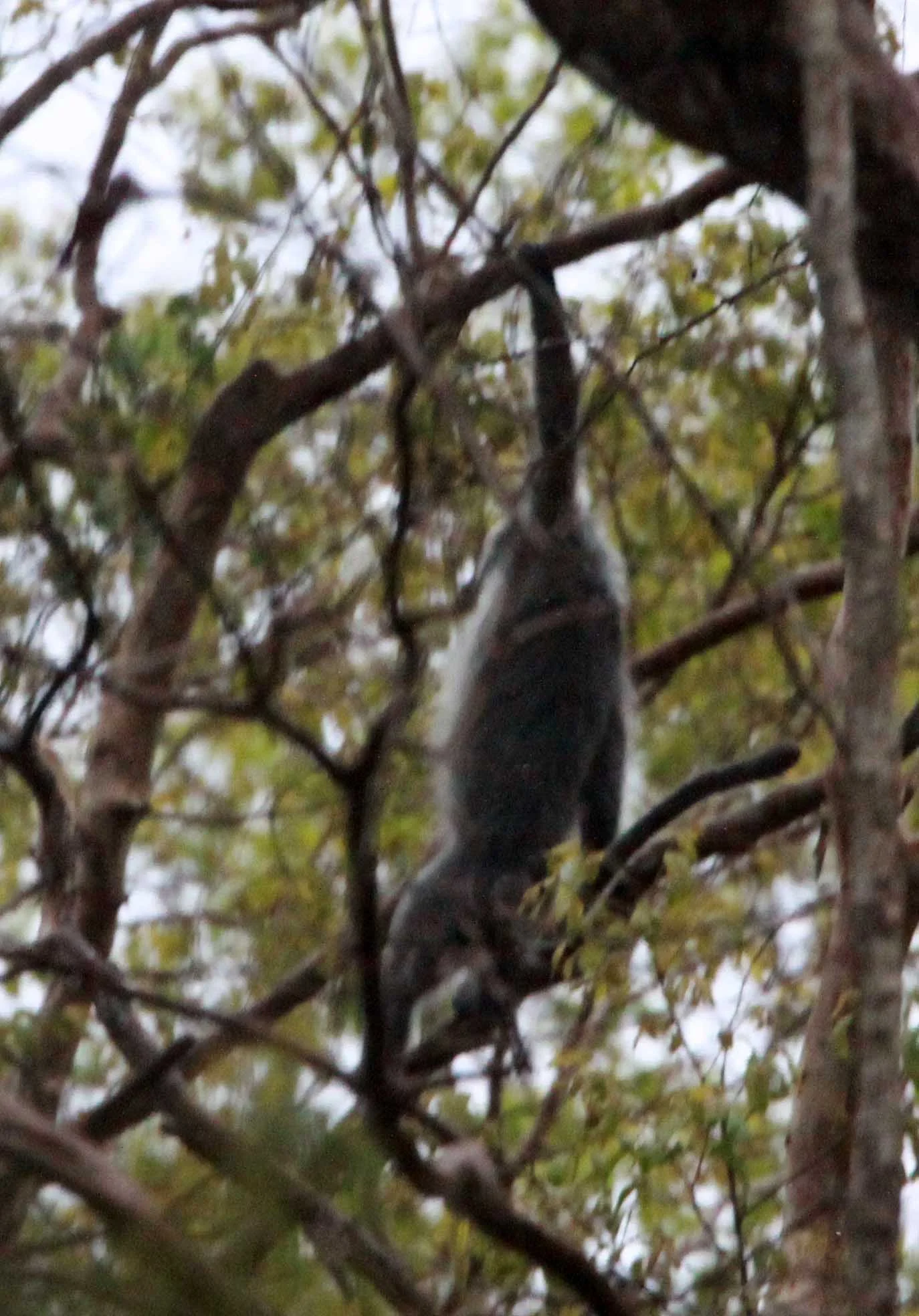 Trachypithecus margarita Annamese Langur — Coke Smith Wildlife
