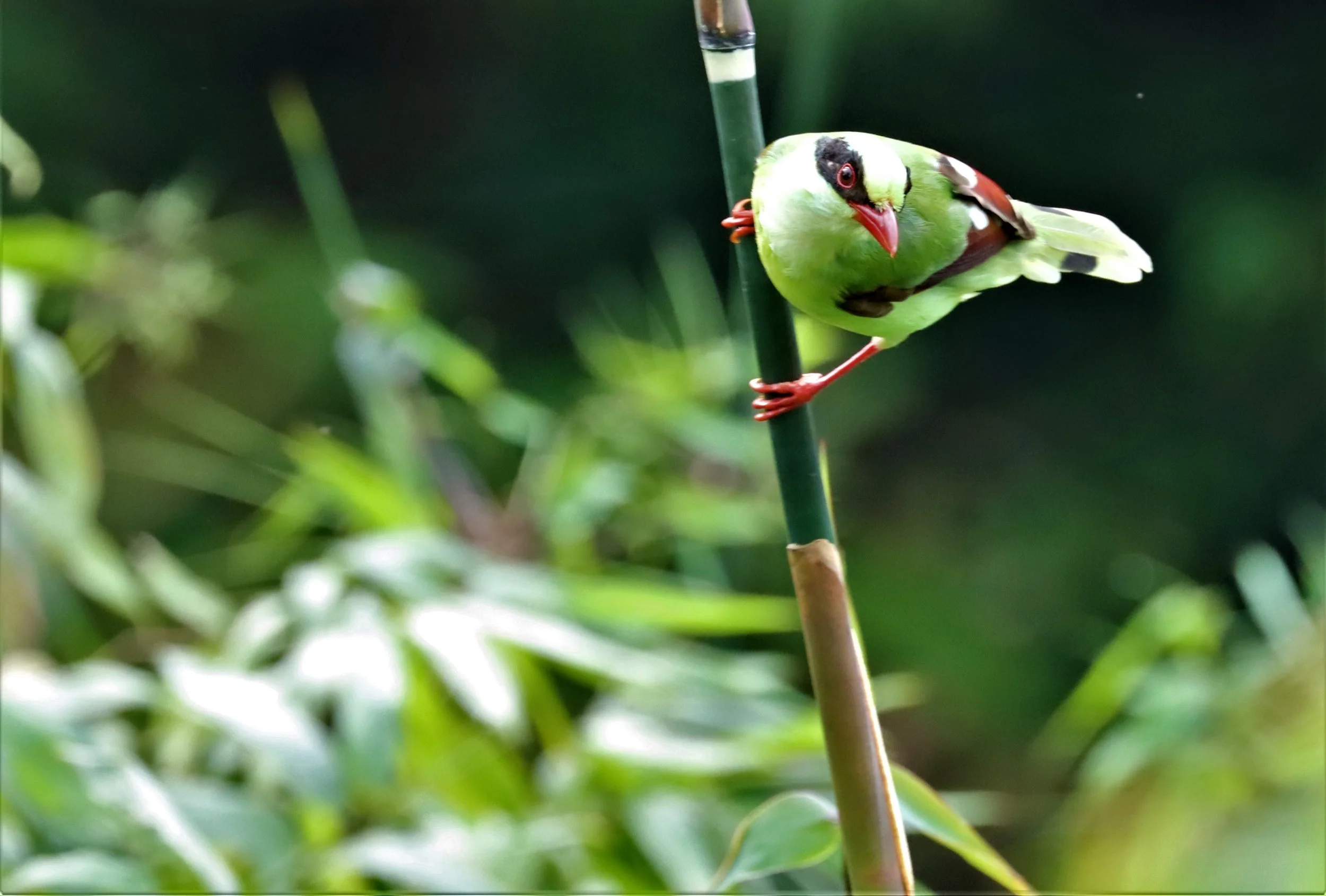 Common Green Magpie (Cissa chinensis) Thailand — Coke Smith Wildlife