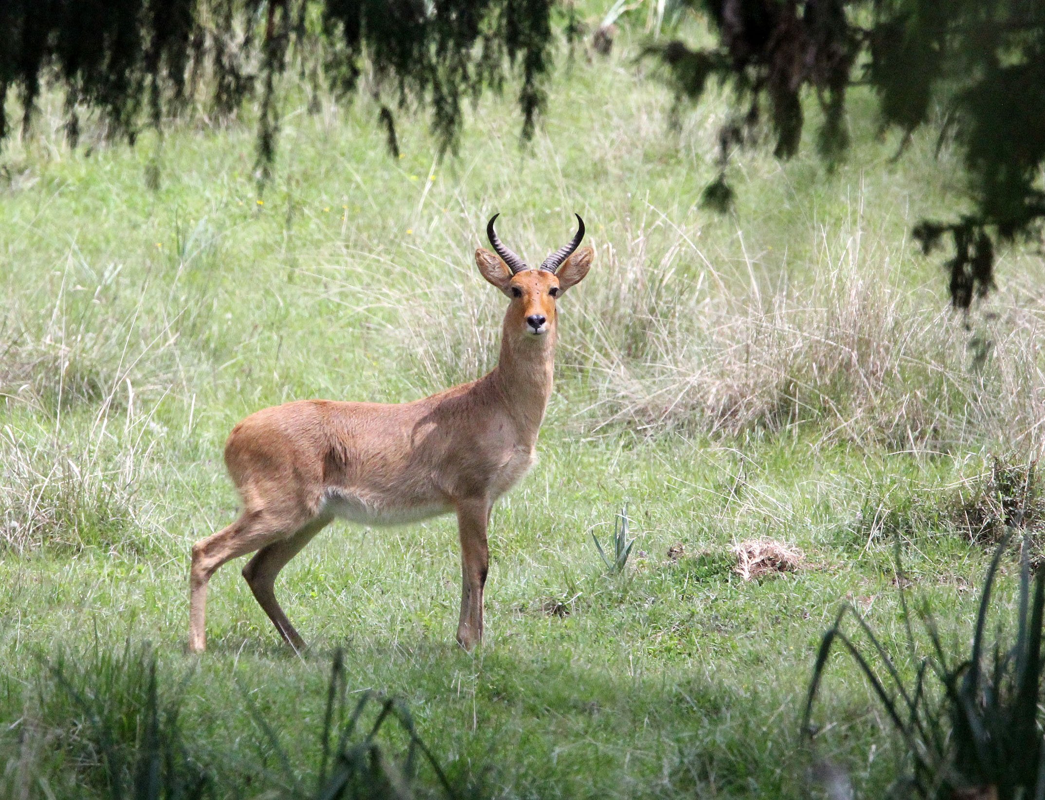 Genus Redunca Reedbucks — Coke Smith Wildlife