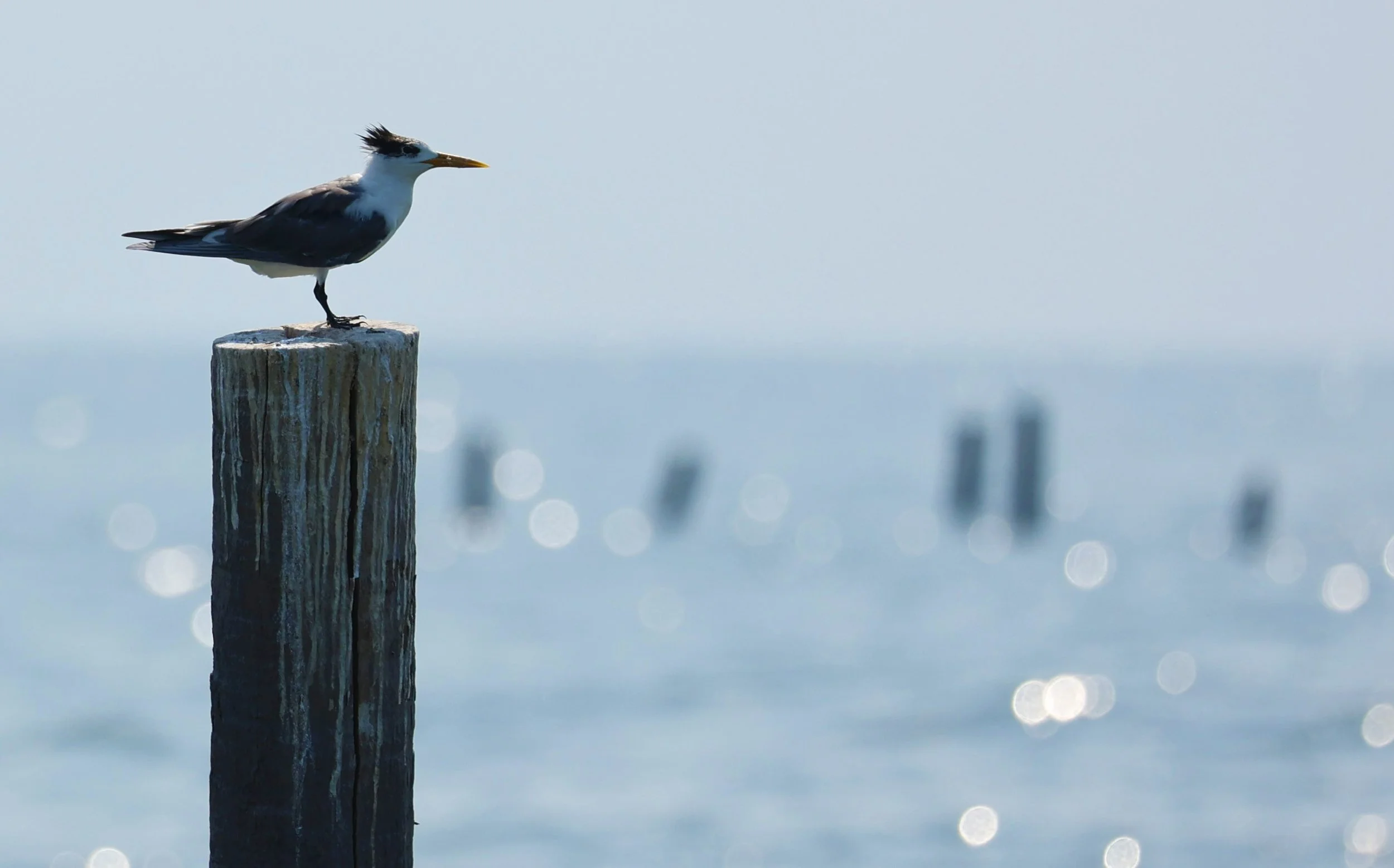 Greater Crested Tern (Thalasseus bergii) — Coke Smith Wildlife