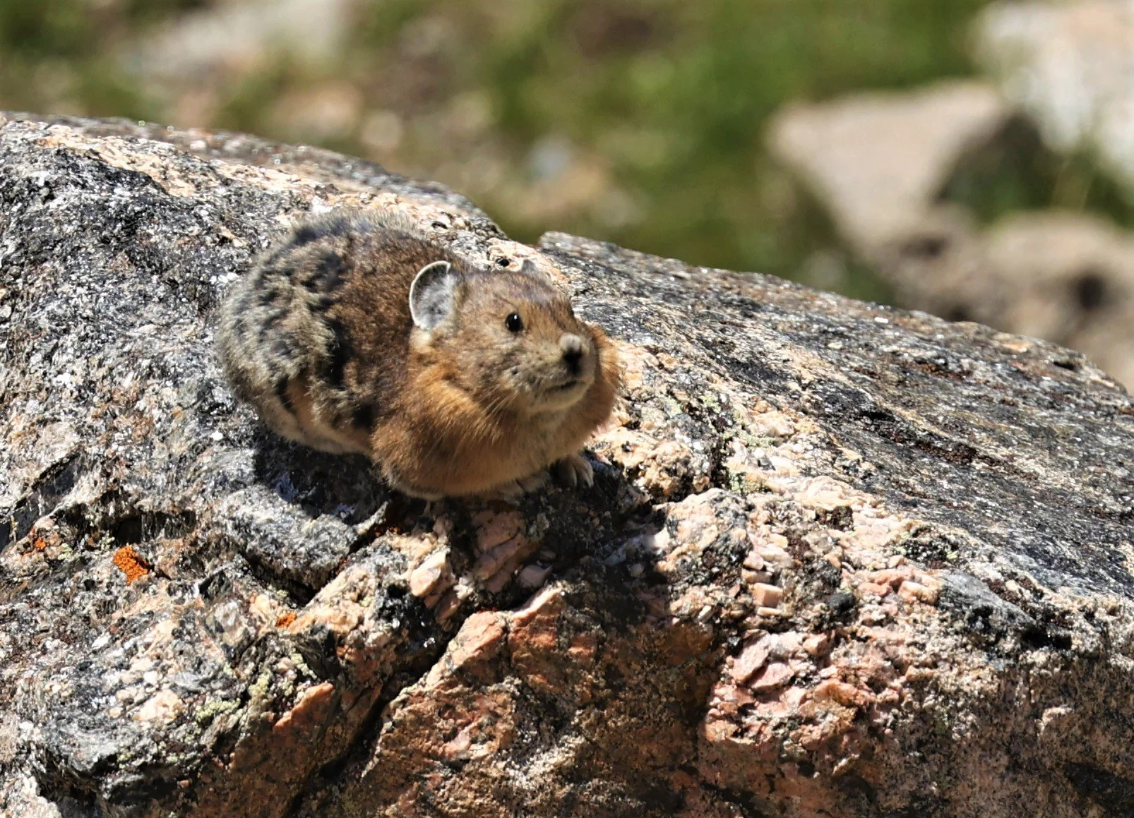 Genus Ochotona the Pika — Coke Smith Wildlife