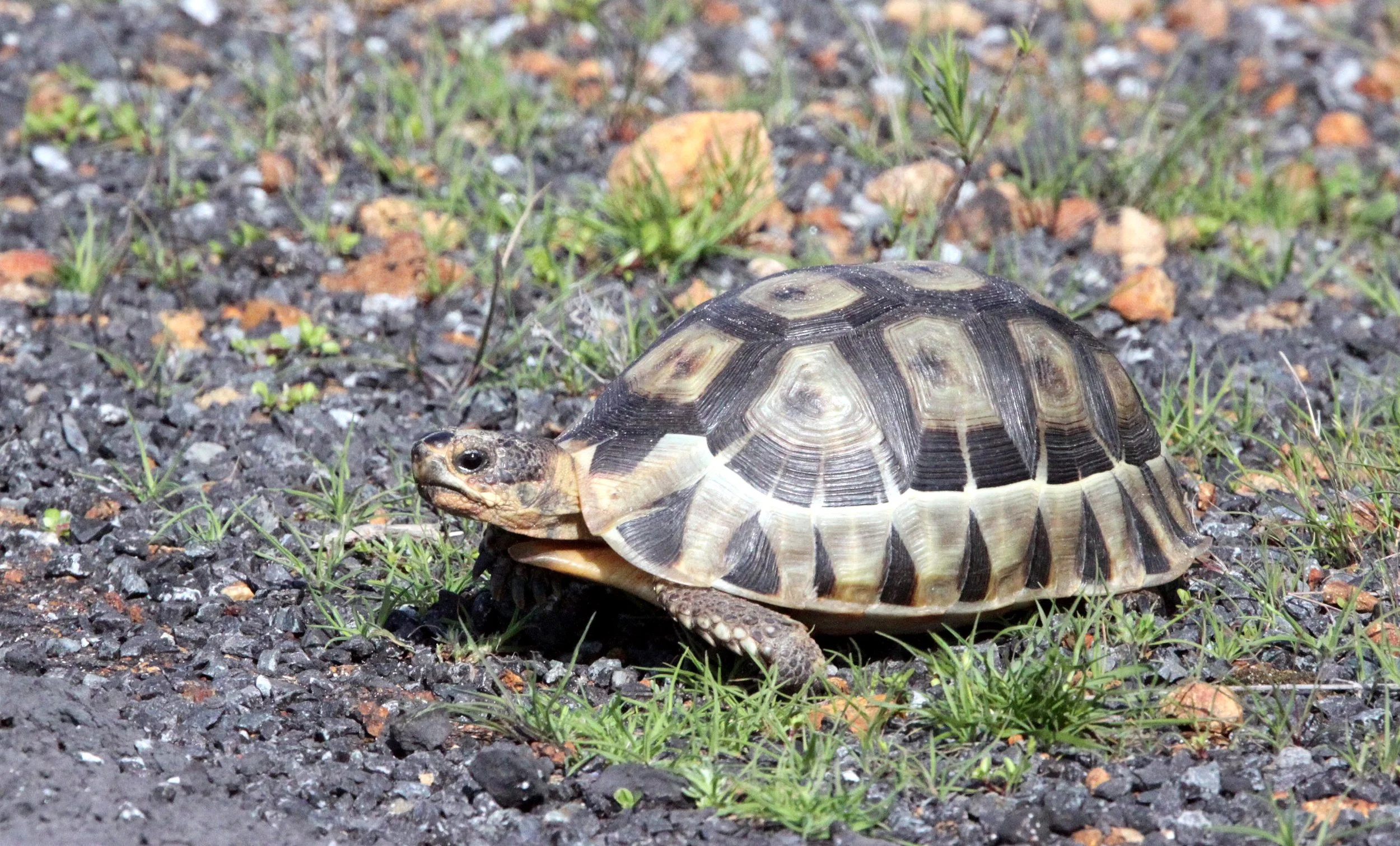 Order Testudines - Tortoises — Coke Smith Wildlife