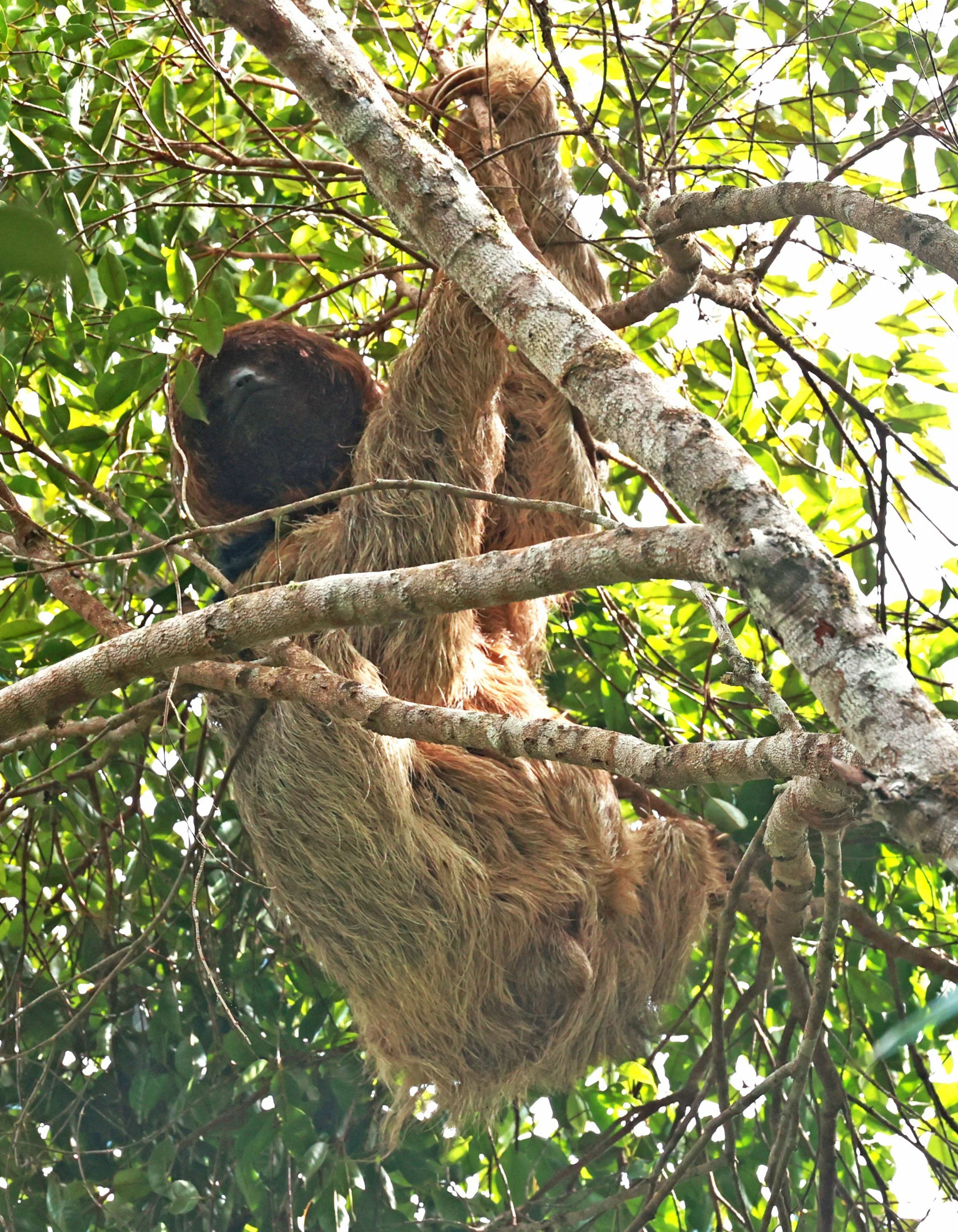 Northern & Southern Maned Sloths — Coke Smith Wildlife
