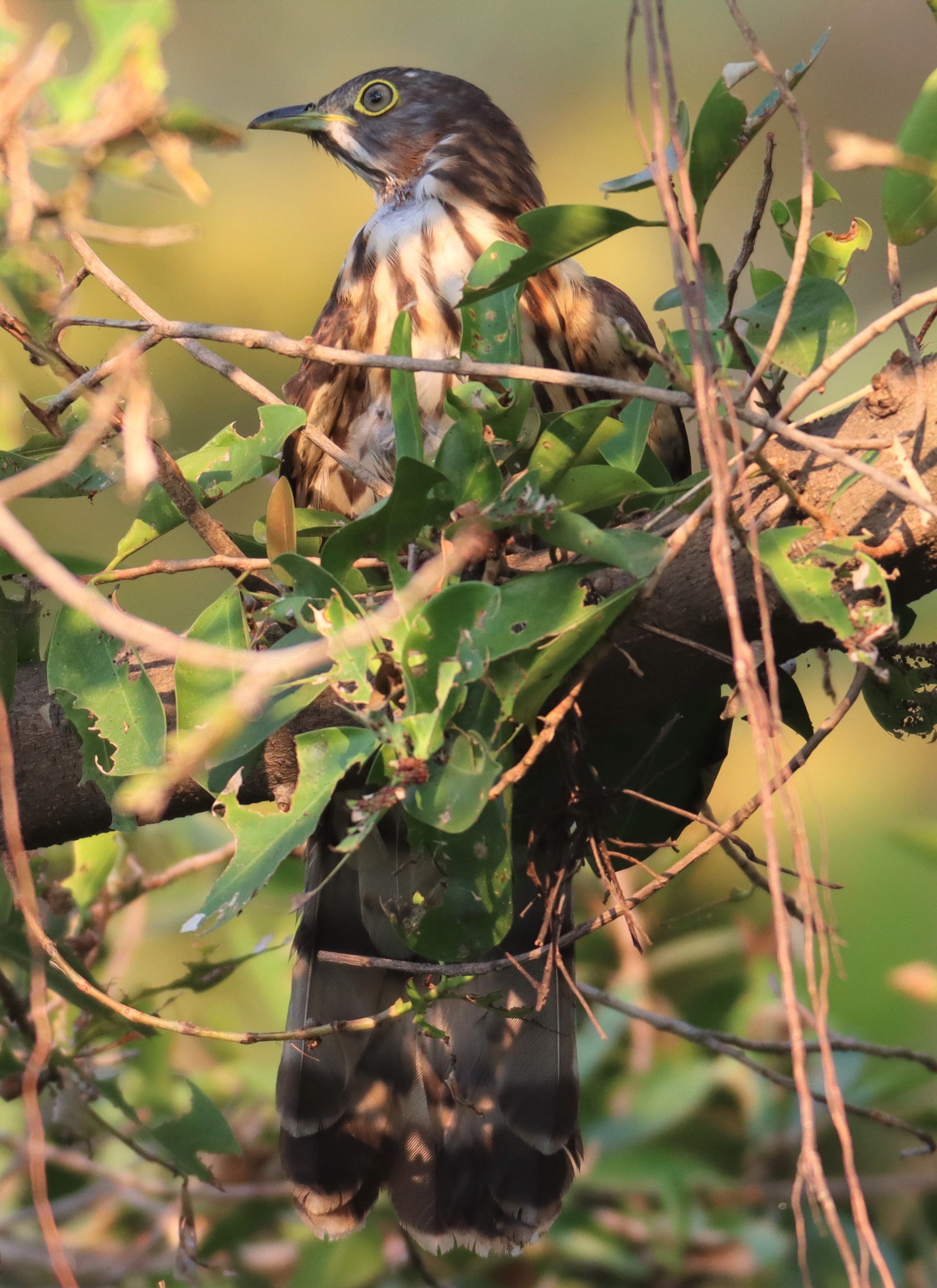 Genus Hierococcyx Hawk-cuckoo — Coke Smith Wildlife