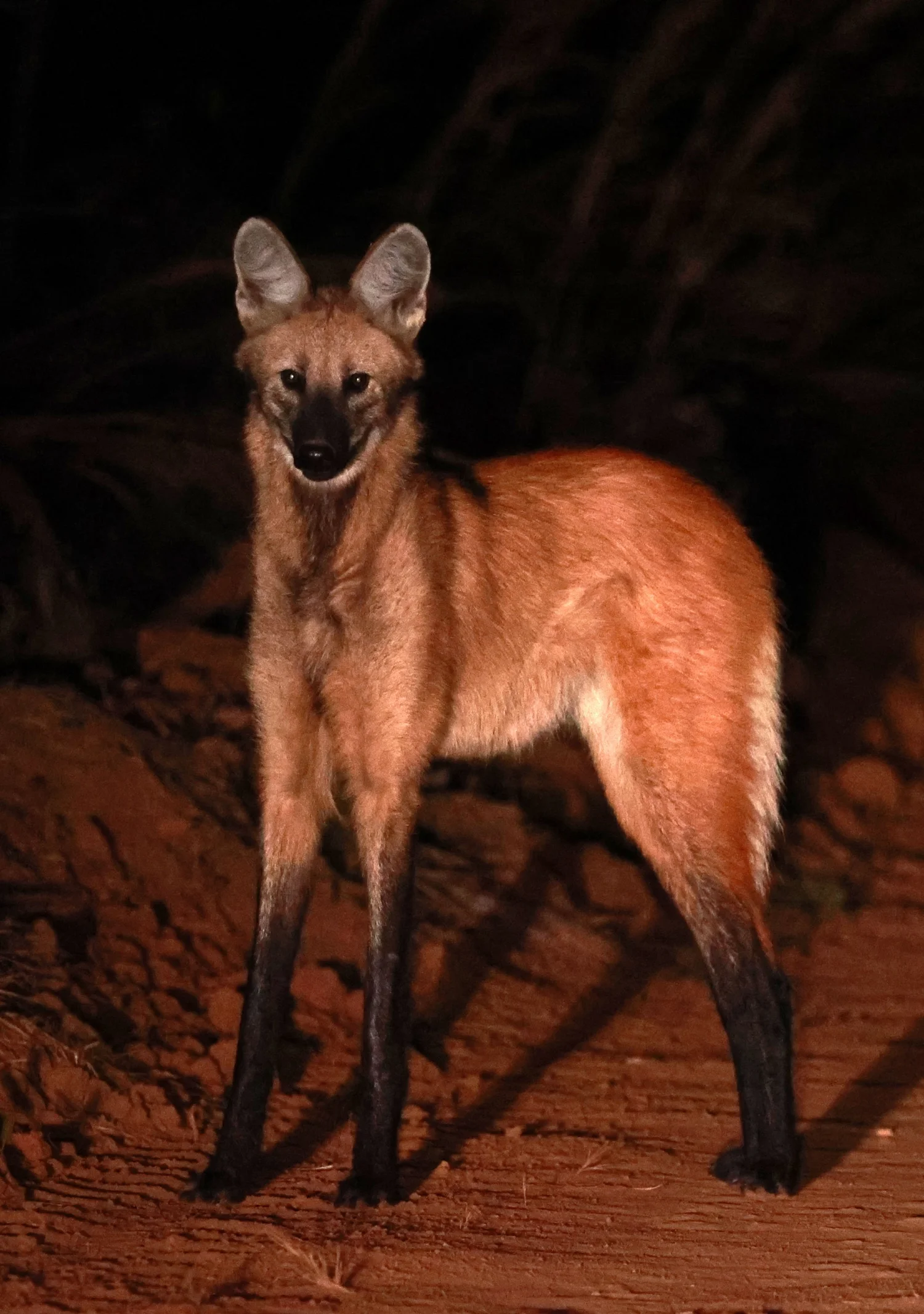 Maned Wolf (Chrysocyon brachyurus) — Coke Smith Wildlife