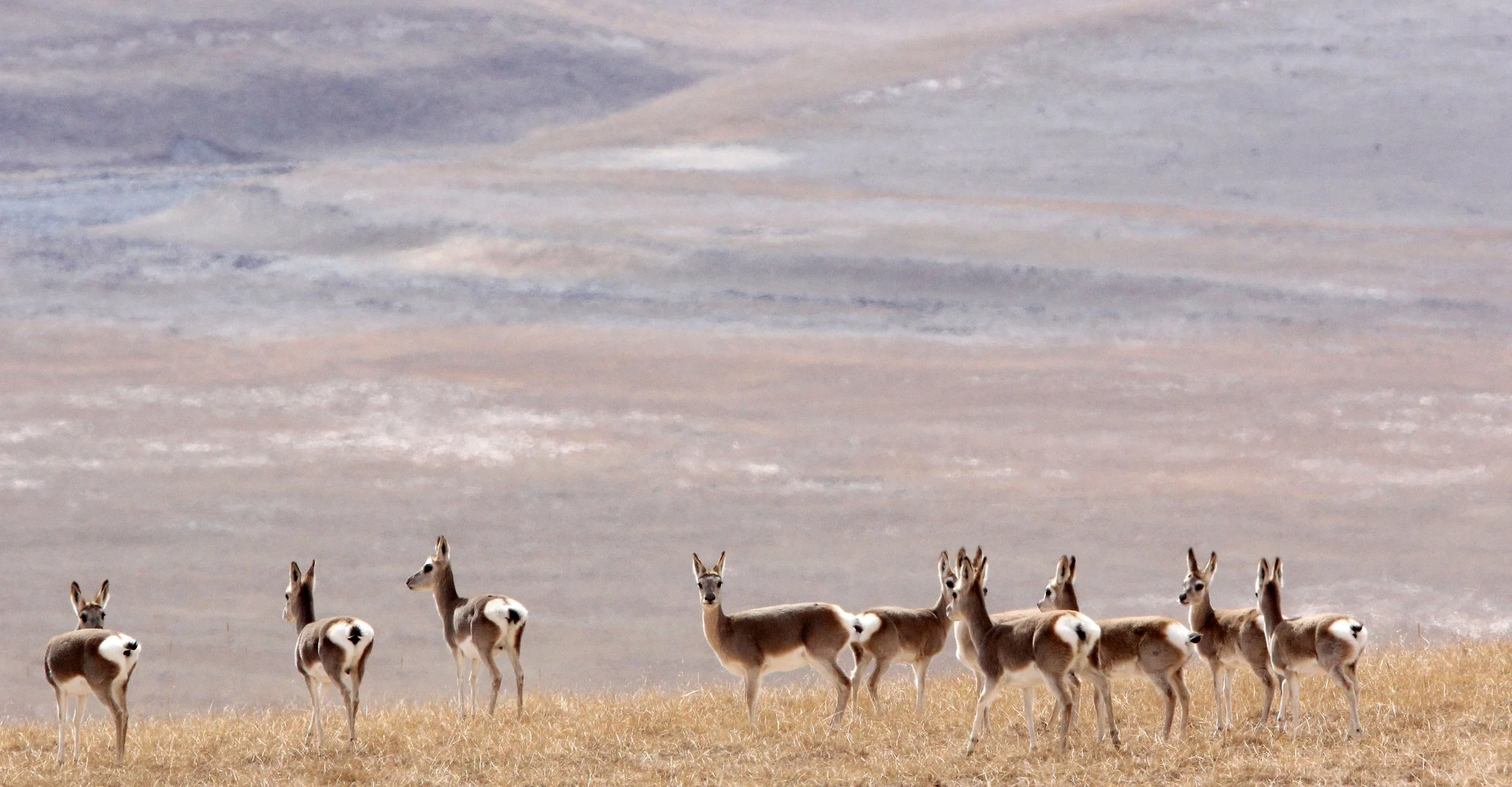 Procapra picticaudata Tibetan Gazelle — Coke Smith Wildlife