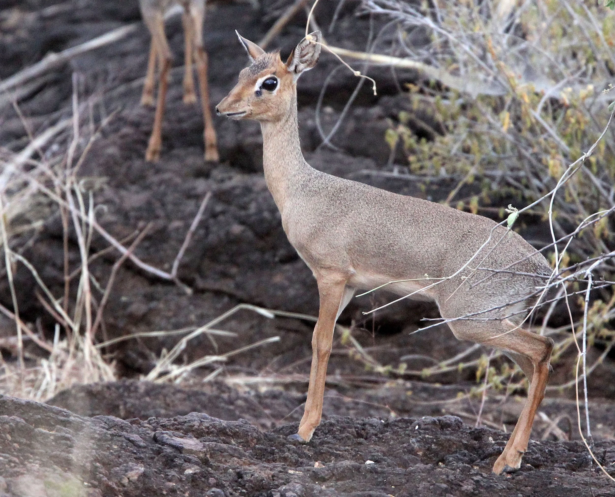 Genus Madoqua Dik Diks — Coke Smith Wildlife