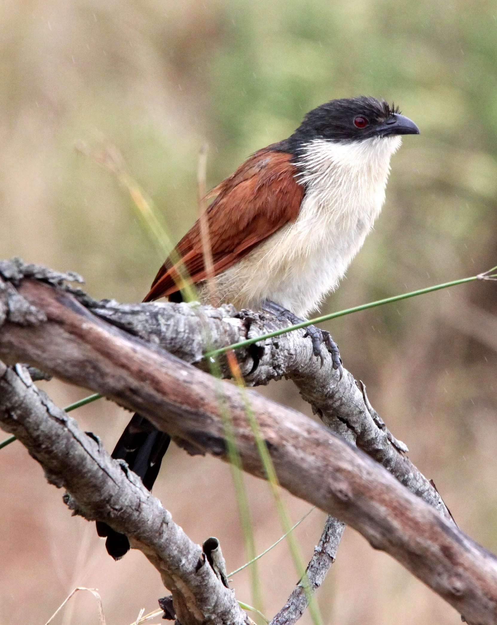 Genus Centropus Coucals — Coke Smith Wildlife