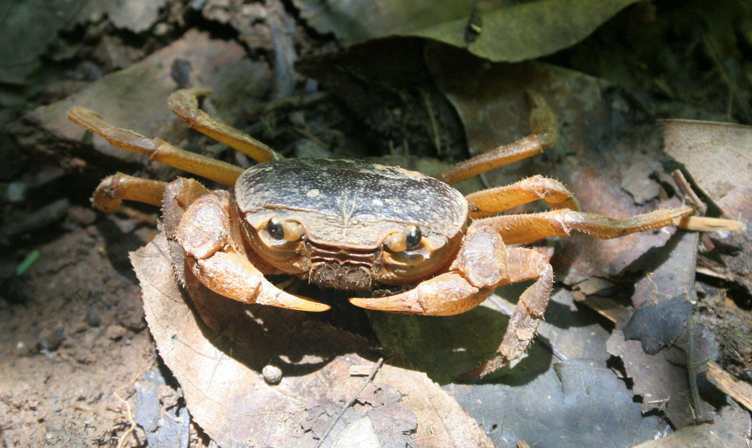 Subphylum Crustacea - Crabs, Shrimp, Barnacles — Coke Smith Wildlife
