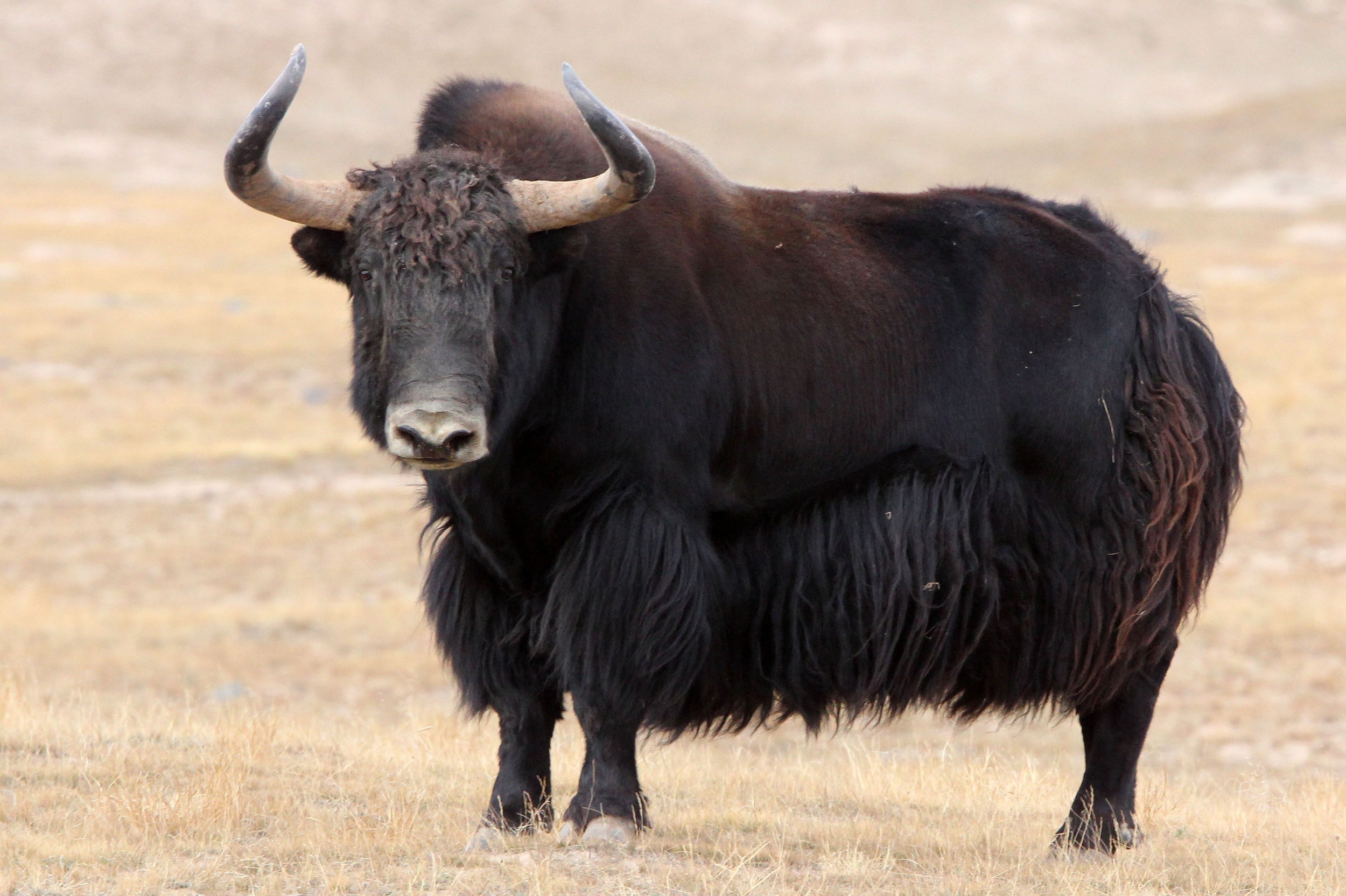 Bos mutus — Coke Smith Wildlife