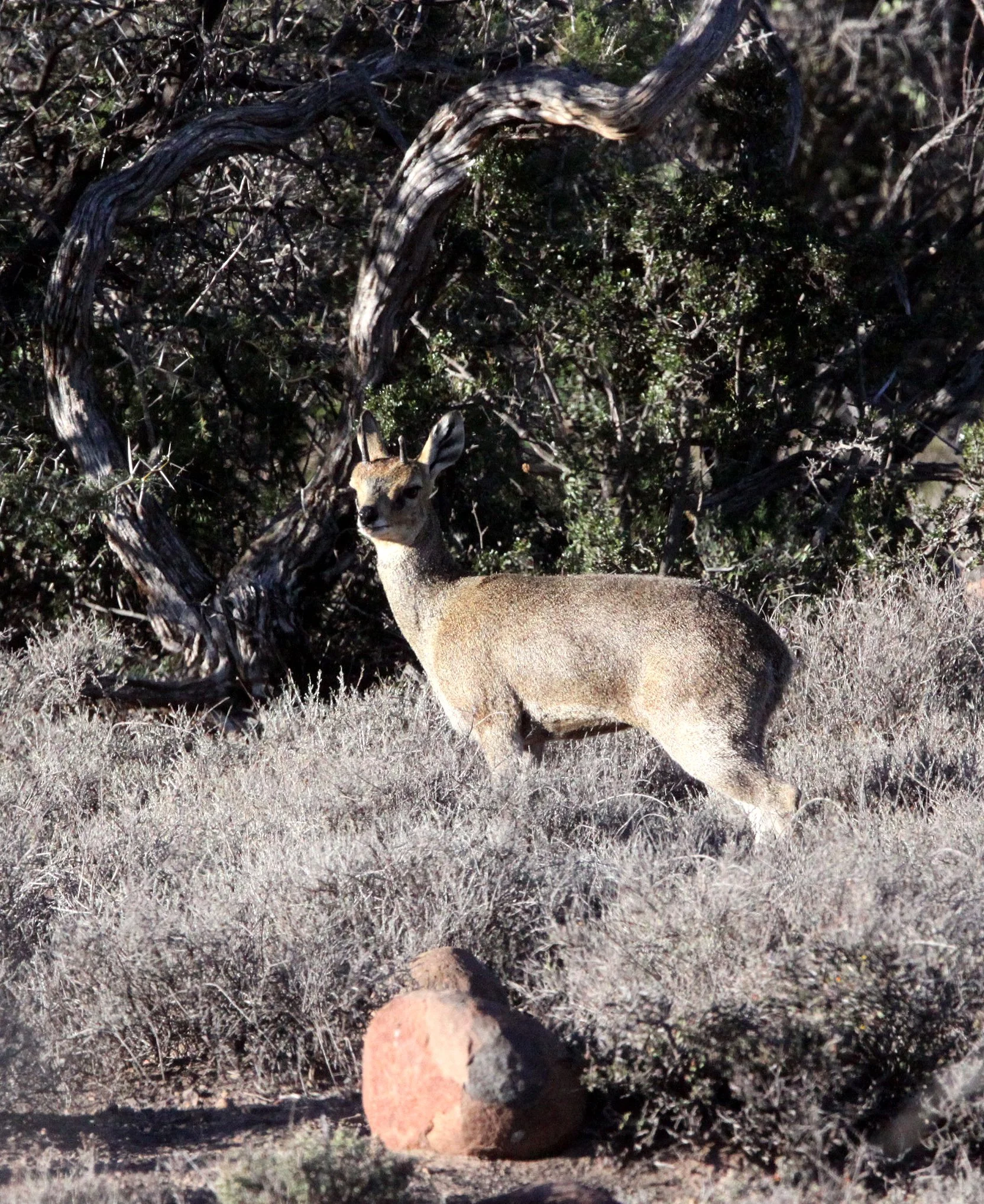 Oreotraginae Klipspringers — Coke Smith Wildlife