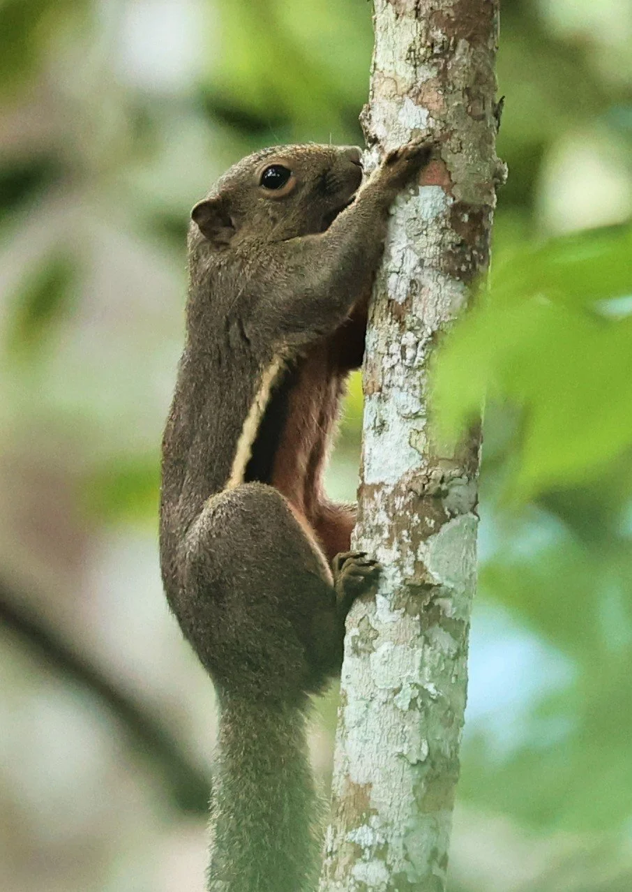 Callosciurus notatus Plantain Squirrel — Coke Smith Wildlife